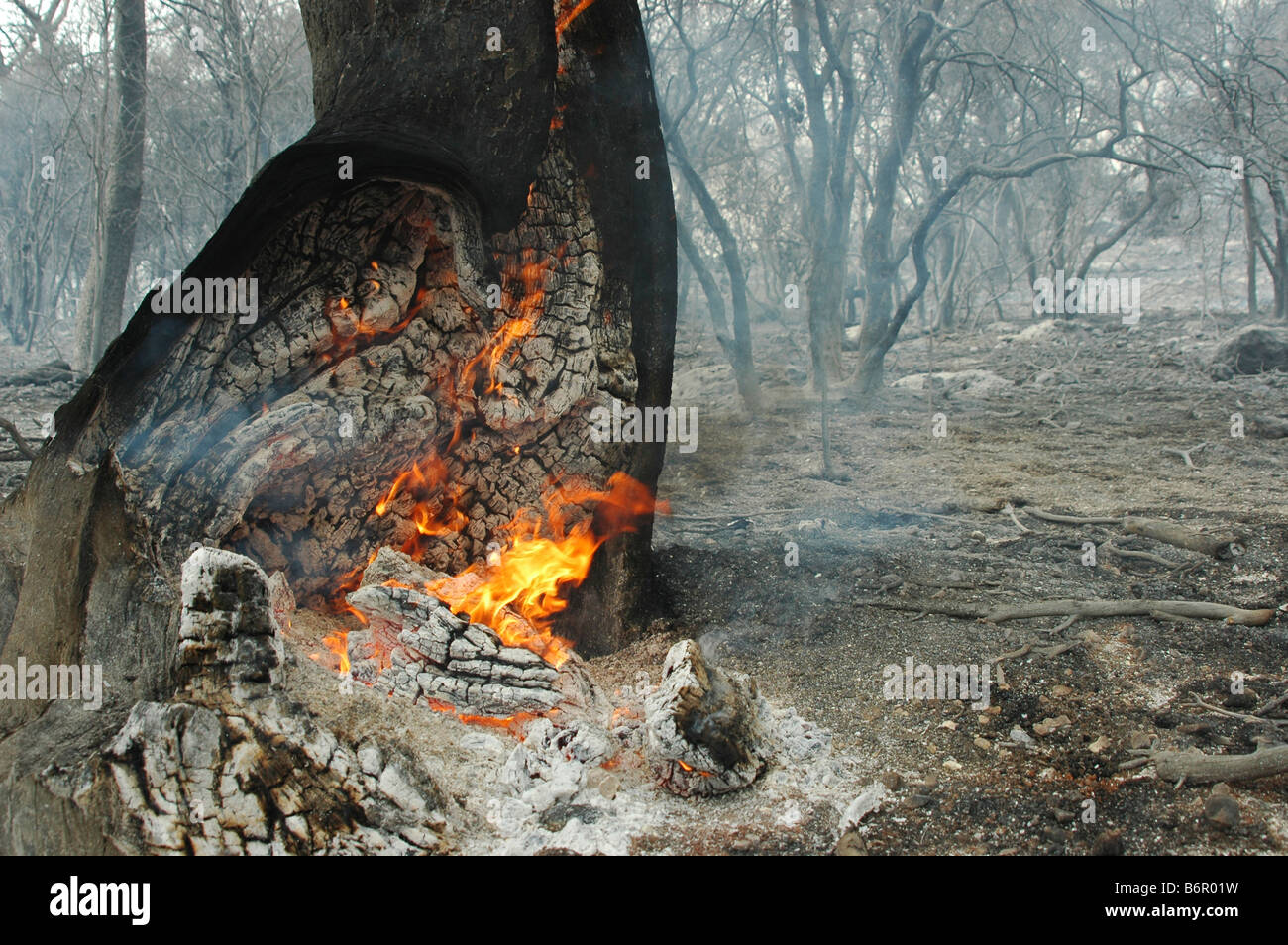 Israel Haifa Carmel Mountain Forest A fire smouldering in a tree trunk ...