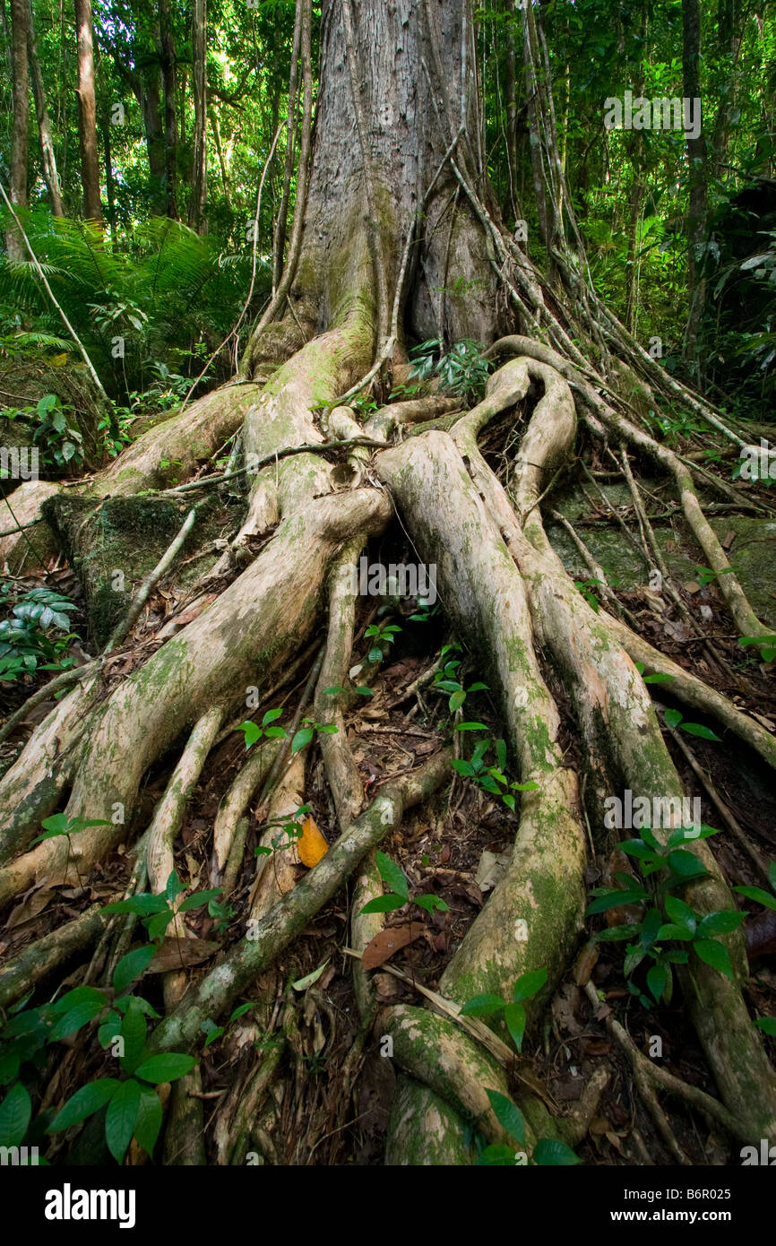 The intricate roots of a large rainforest tree in the Mossman Gorge ...