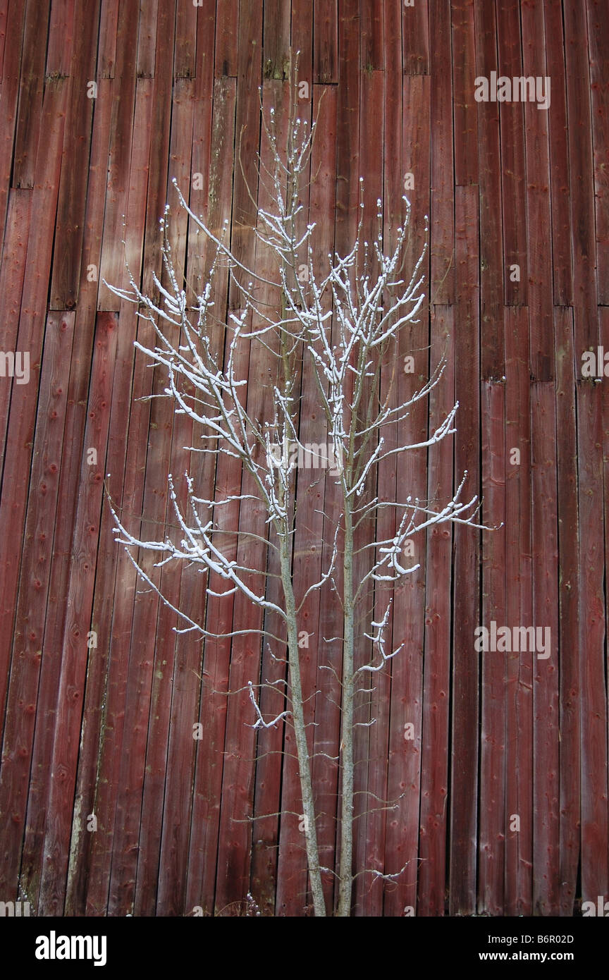 tree against a swedish barn Stock Photo - Alamy