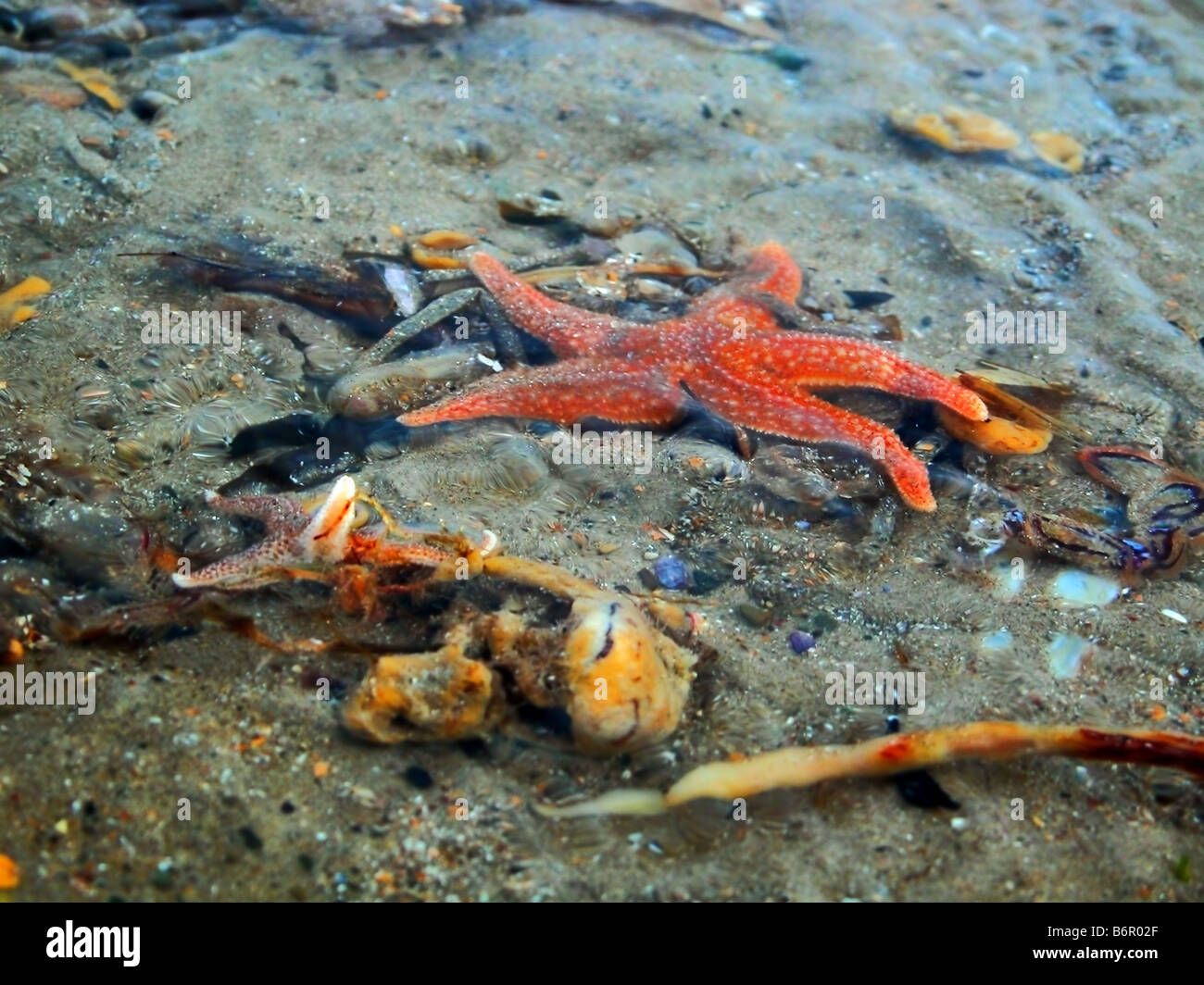 Starfish under water Stock Photo - Alamy