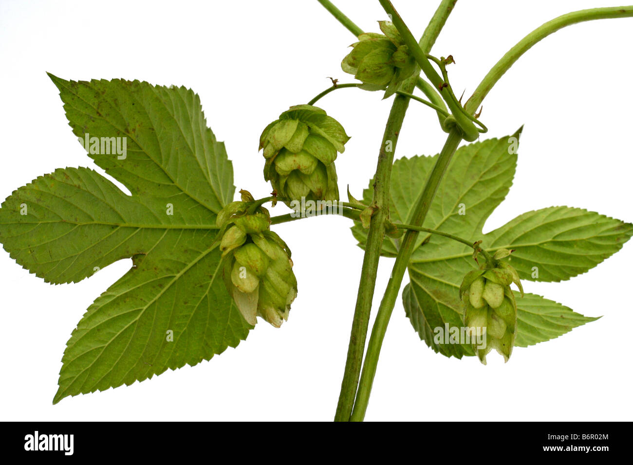 Brewer's hops Humulus lupulus Stock Photo - Alamy