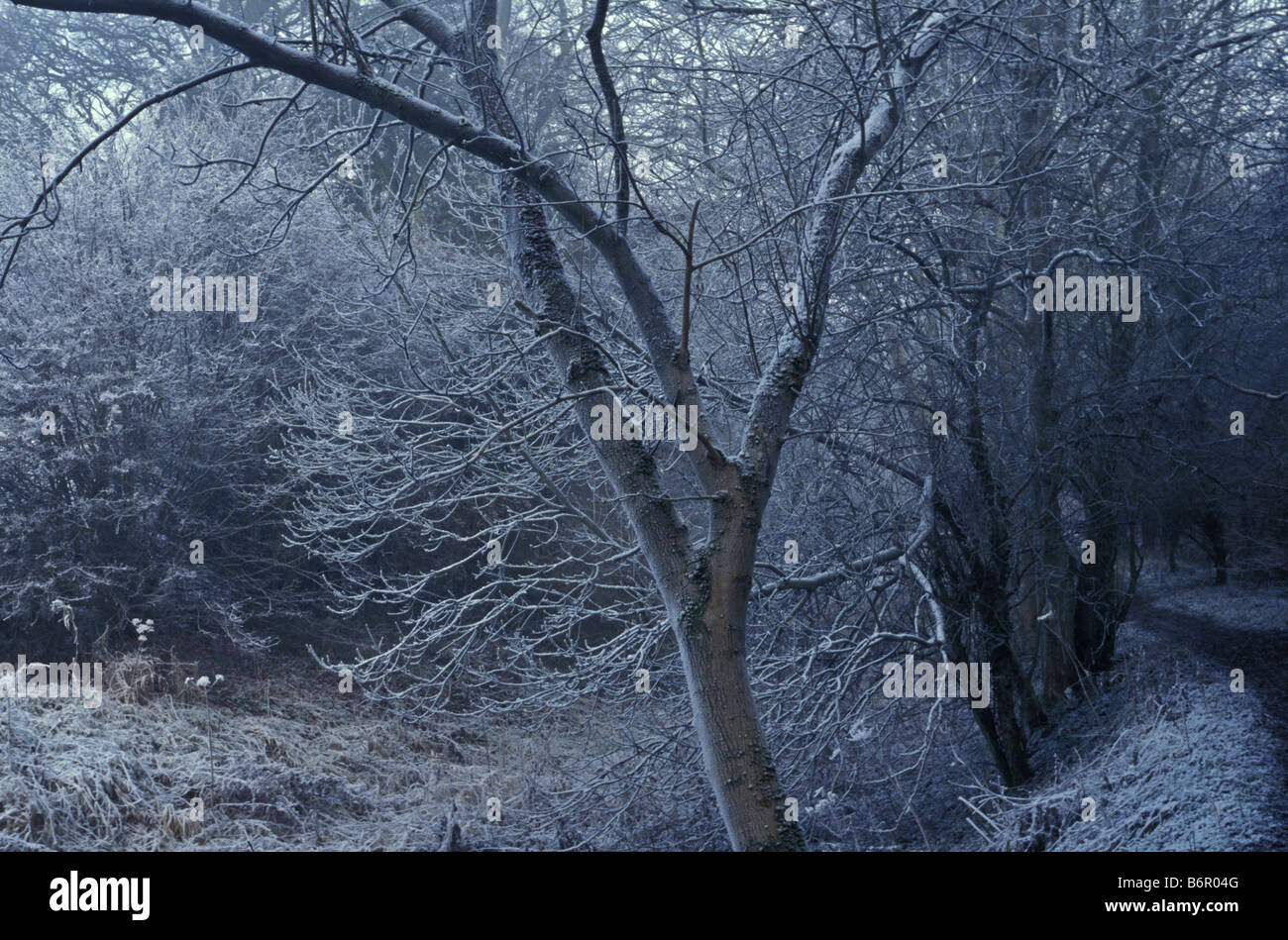 woodland path in frost Stock Photo - Alamy