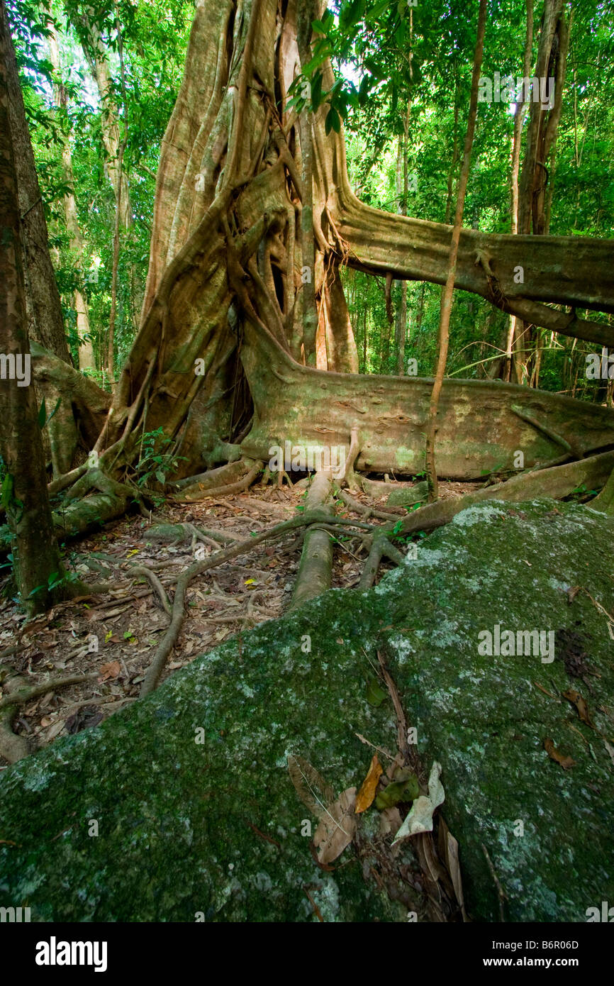 The large buttress roots of a rainforest tree in the Mossman Gorge ...
