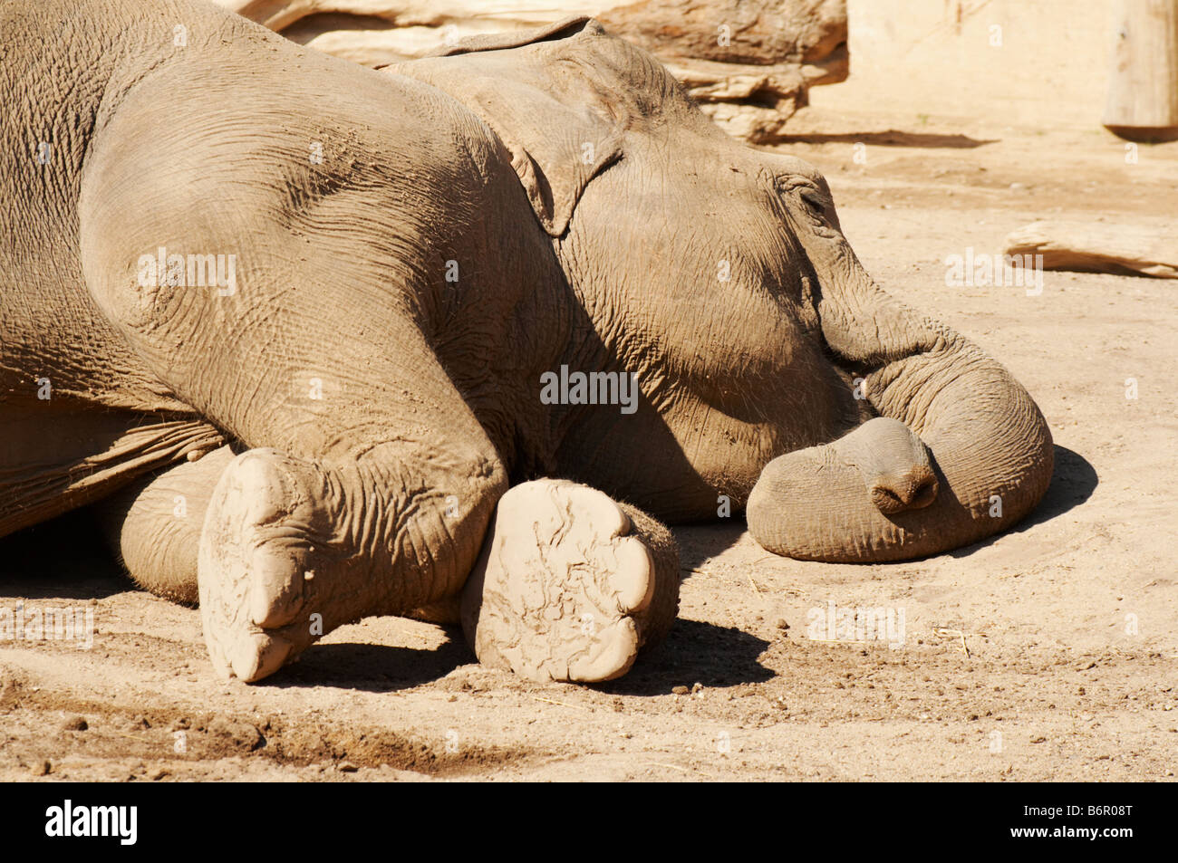 Elephant lying on the ground Stock Photo - Alamy