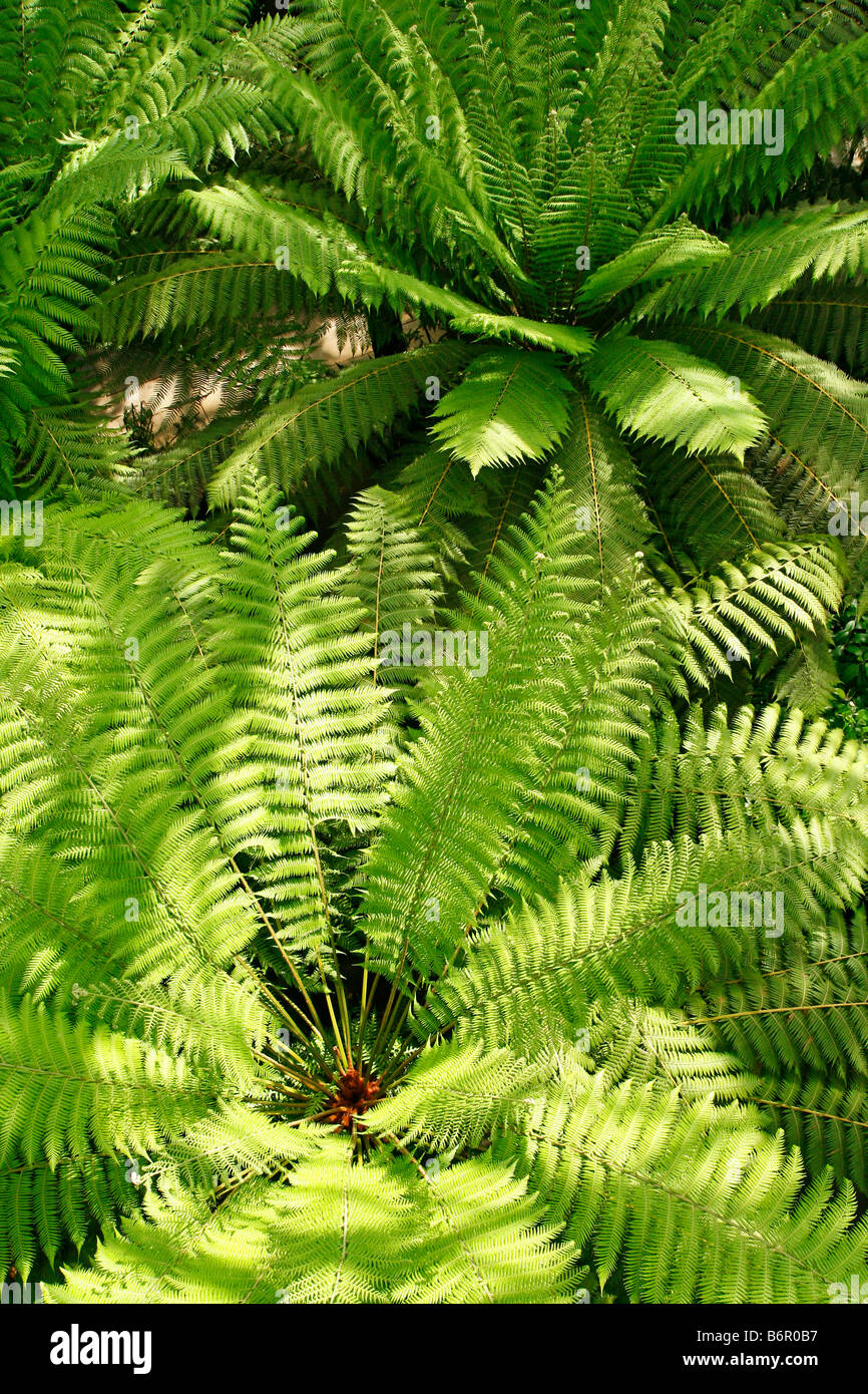 Royal Botanic Gardens Kew Richmond London Temperate house Ferns Stock ...
