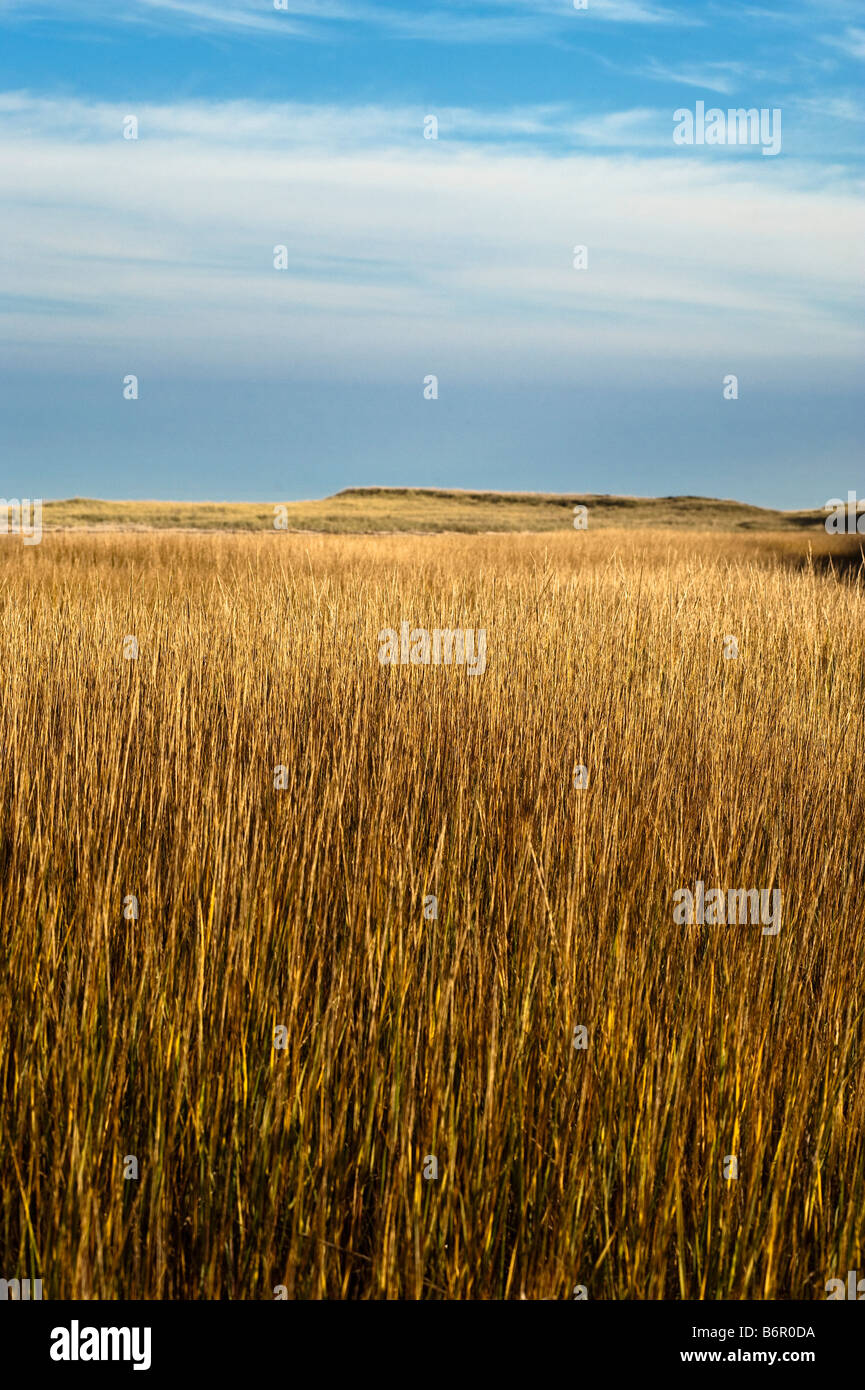 Seagrass and dune landscape backing the Cape Cod National Seashore Cape ...