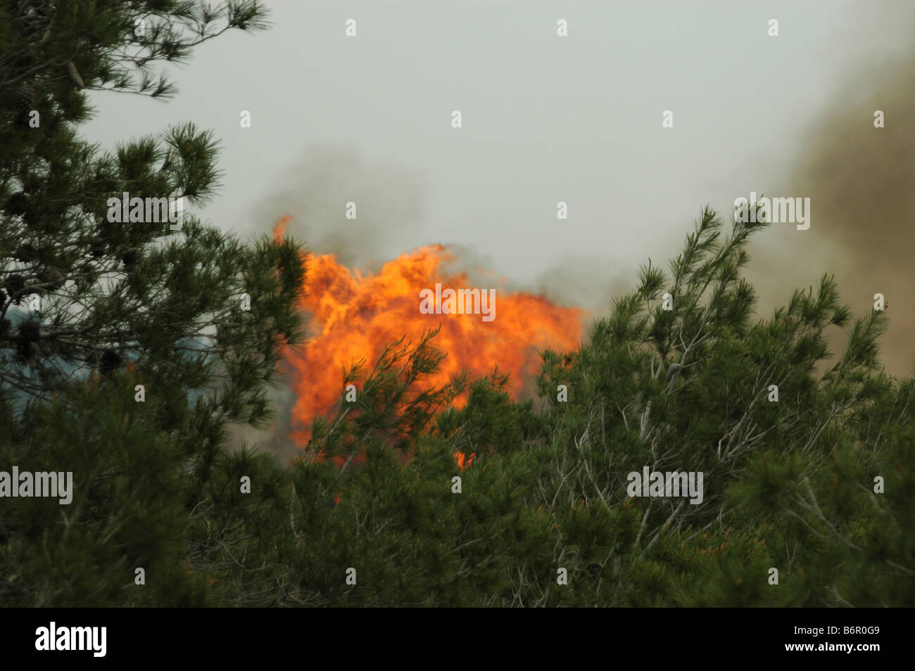 Israel Haifa Carmel Mountain Forest blazing flames at a wildfire Stock ...