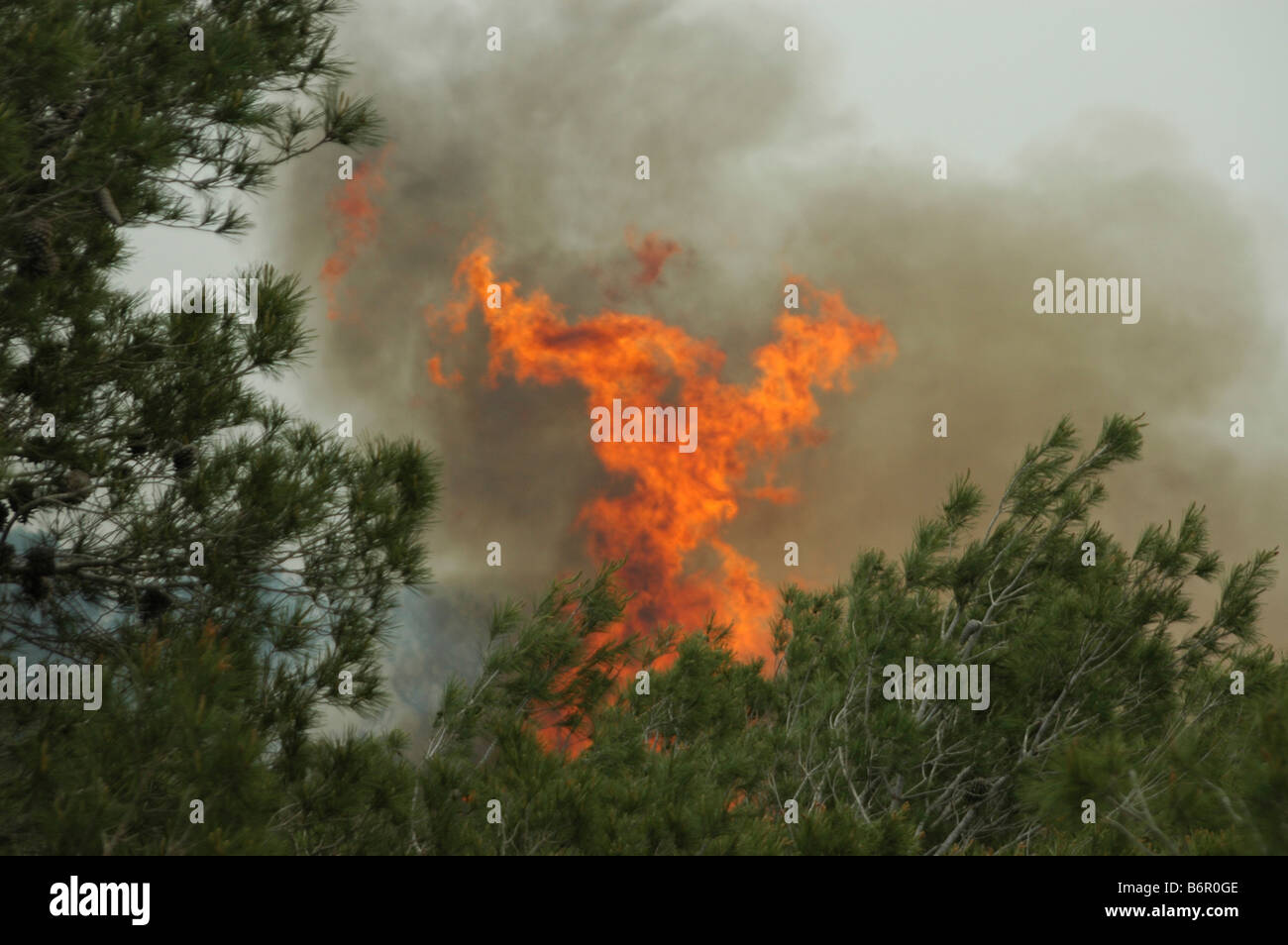 Israel Haifa Carmel Mountain Forest blazing flames at a wildfire Stock ...