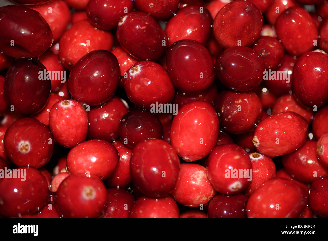 Close up cranberries hi-res stock photography and images - Alamy