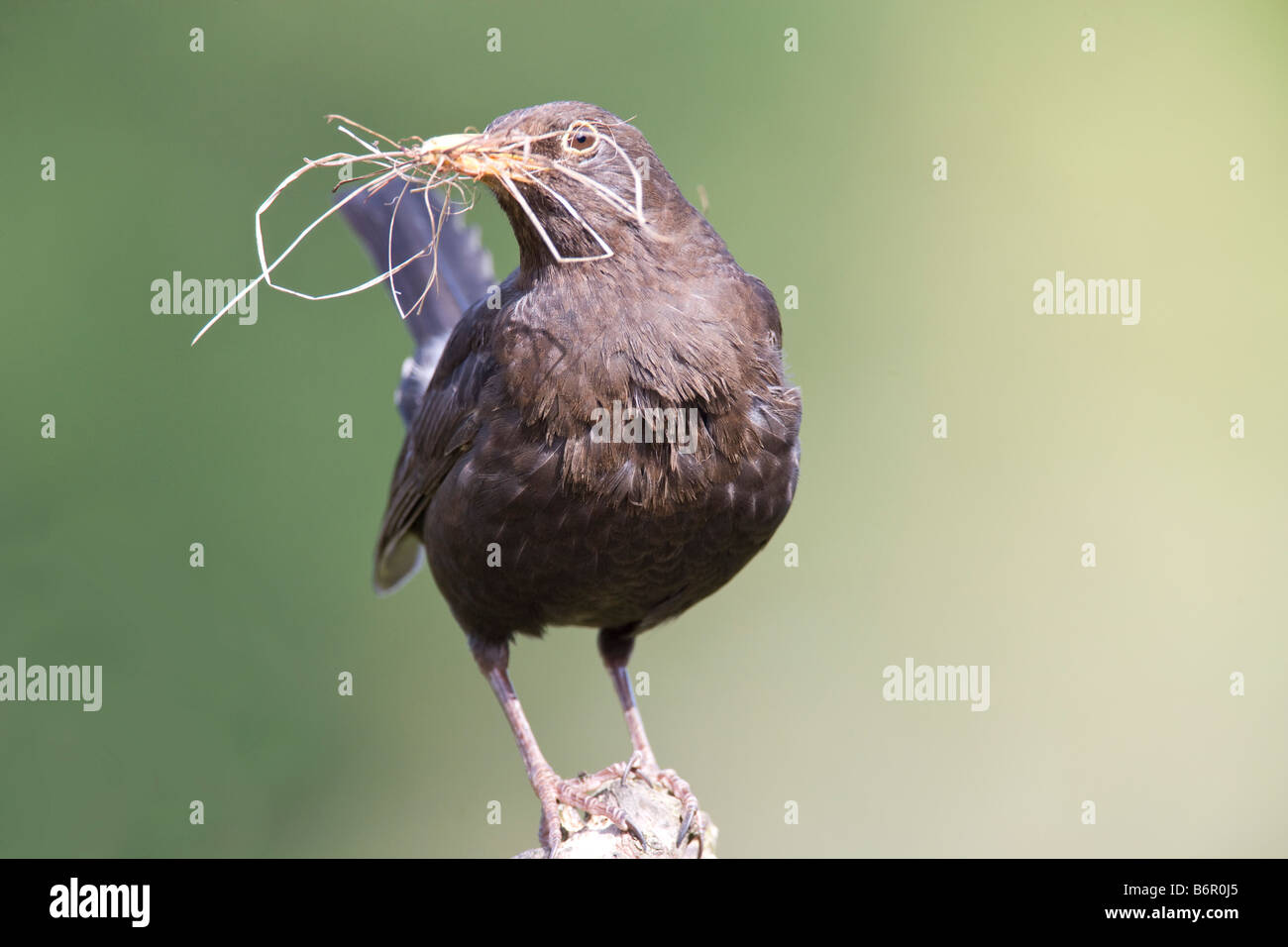 Black Bird Turdus merula Turdidae Stock Photo - Alamy