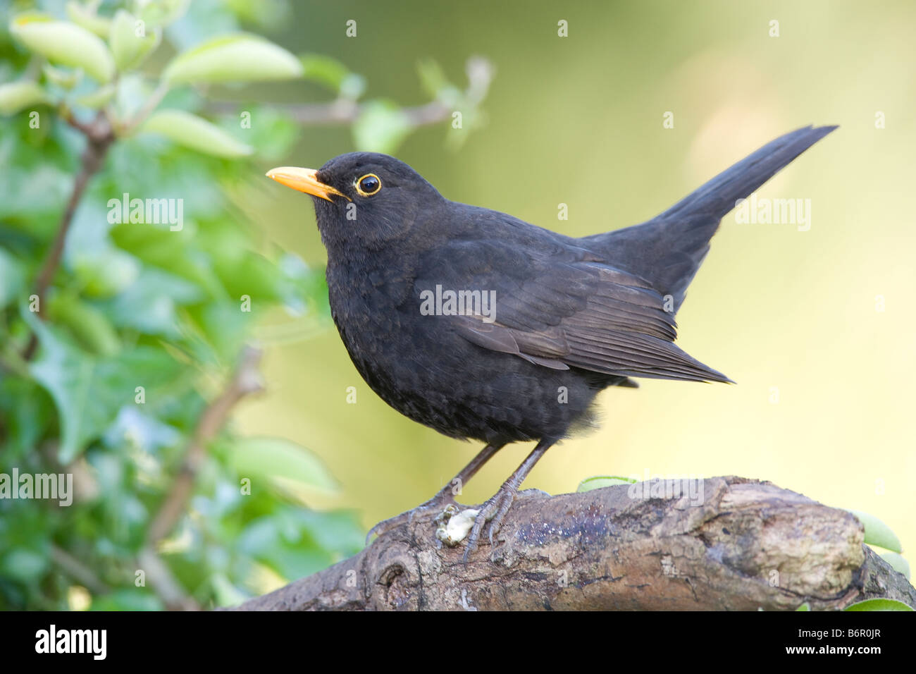 Black Bird Turdus merula Turdidae Stock Photo - Alamy