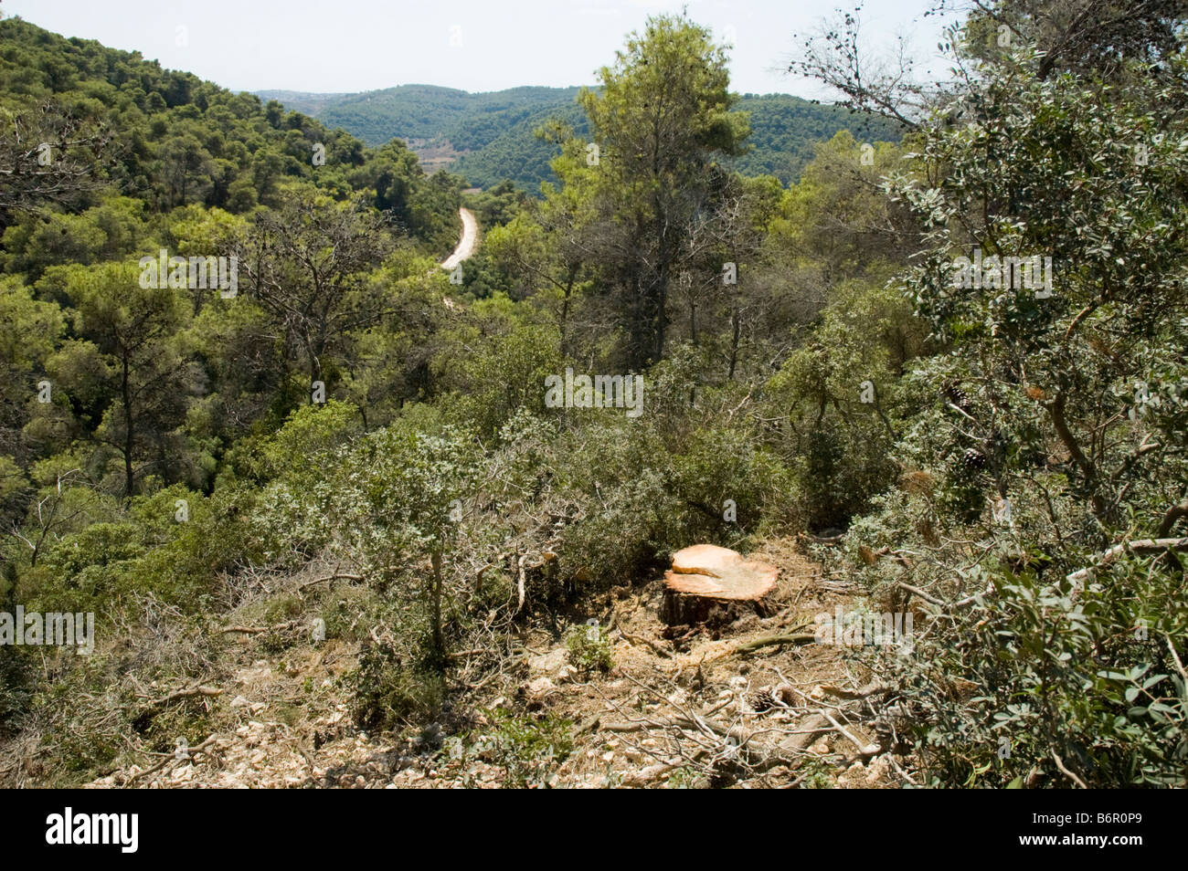 cutting down trees to thin out the forest A tree stub remains in the ...