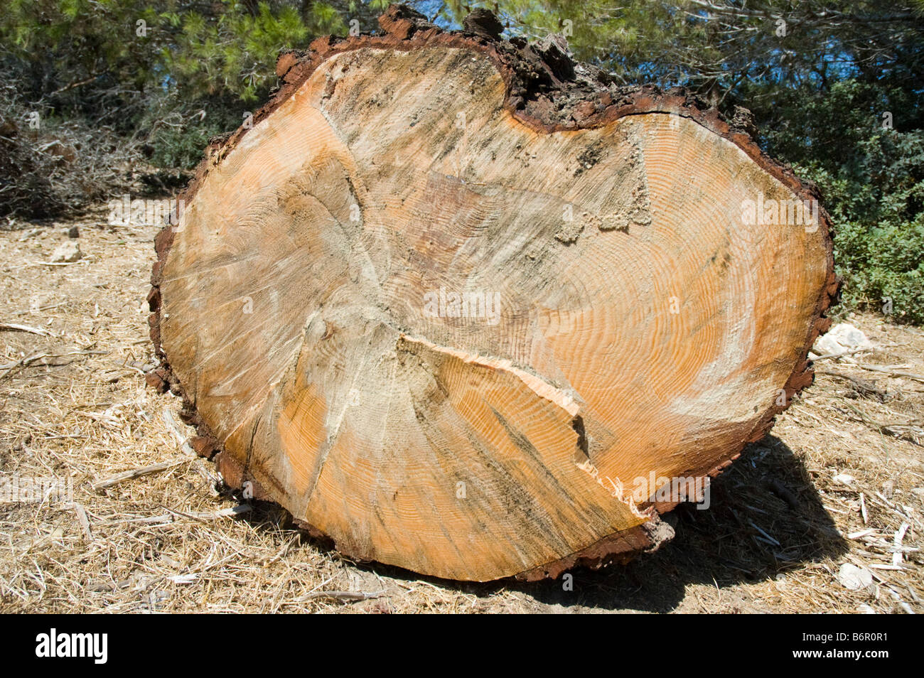 close up of a fallen tree trunk Stock Photo - Alamy