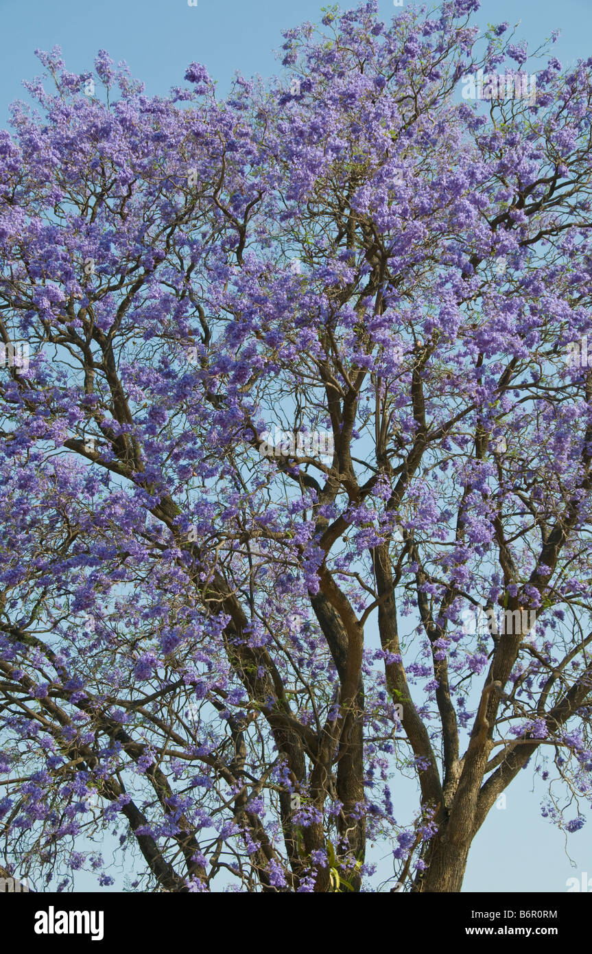 Tsumeb,Churches, Jacaranda Trees, Highstreet,Parks, Magnolia Bushes ...