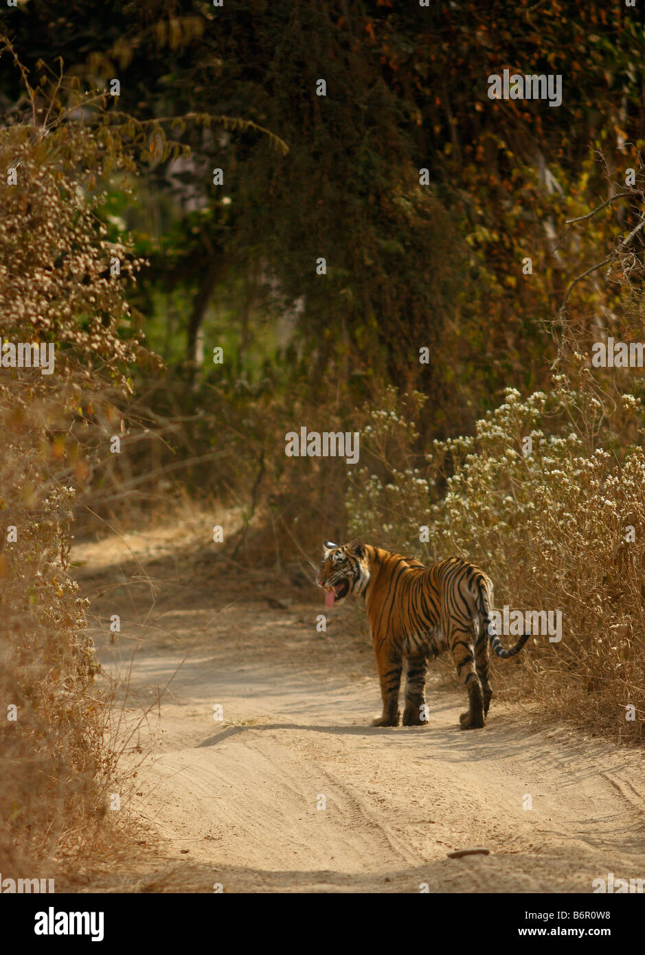 A Bengal tiger exhibing flehmen behavior at Ranthambore Tiger Reserve ...