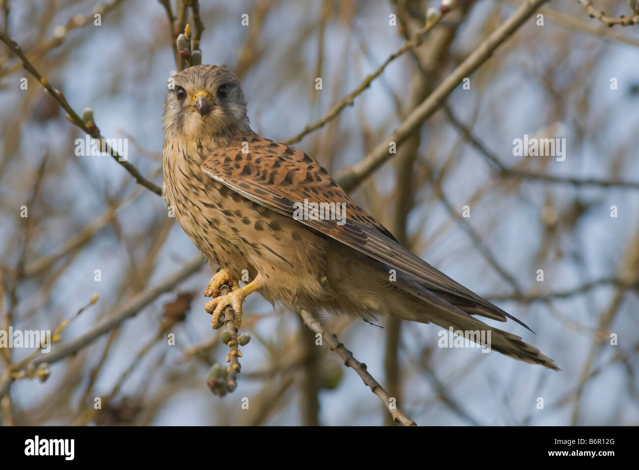 South norwood country park hi-res stock photography and images - Alamy