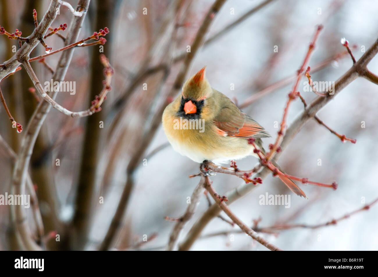 Female cardinal hi-res stock photography and images - Alamy
