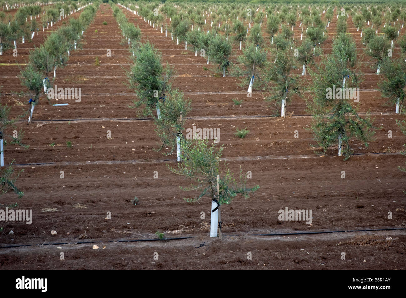 Israel A plantation of young olive trees with protective sleeves around ...