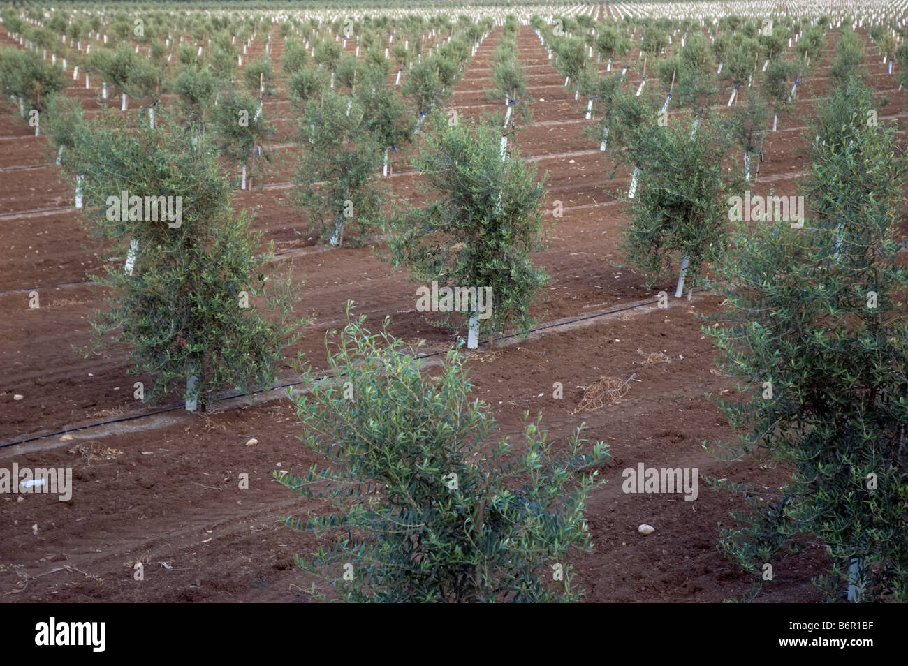 Israel A plantation of young olive trees with protective sleeves around ...