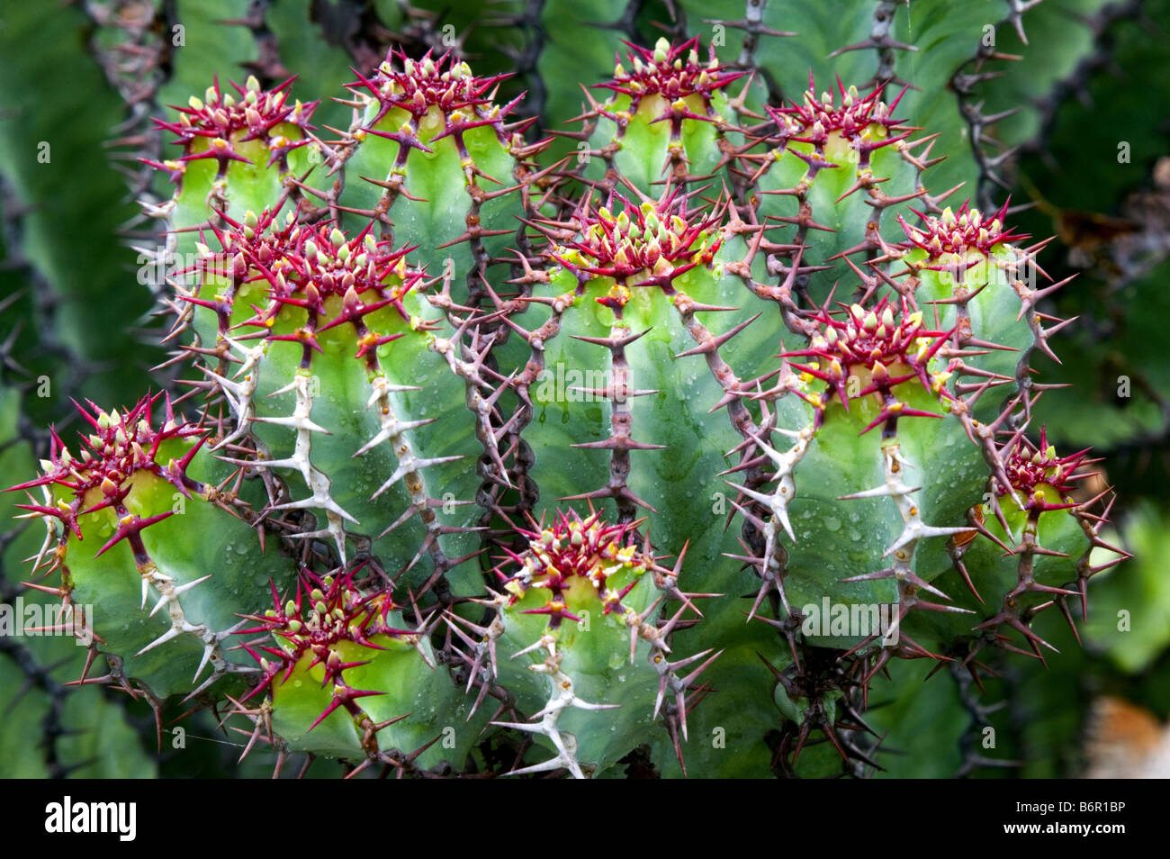 succulent in the semi-desert, Namibia Stock Photo - Alamy