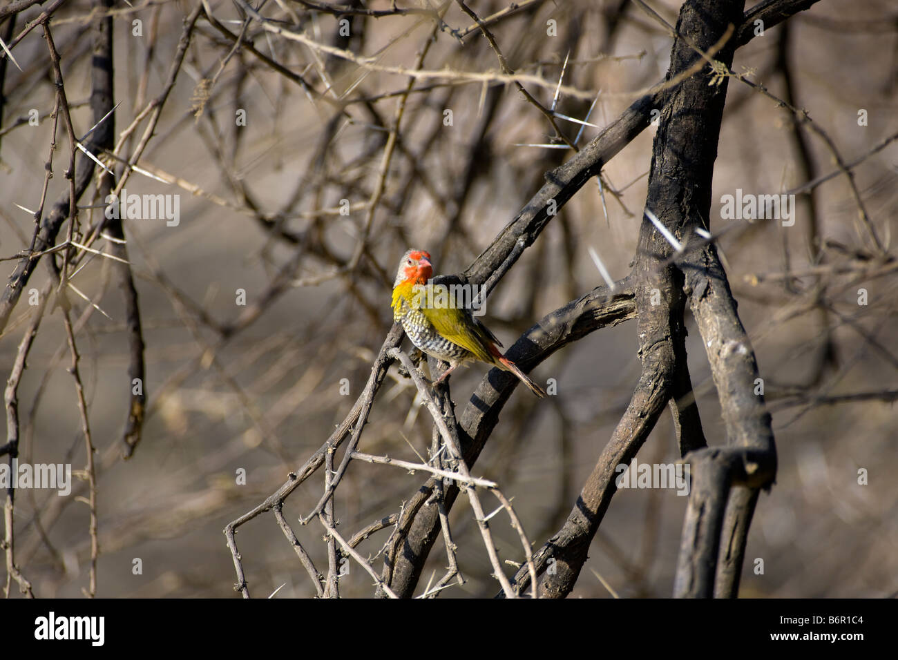 Multi colored birds hi-res stock photography and images - Alamy