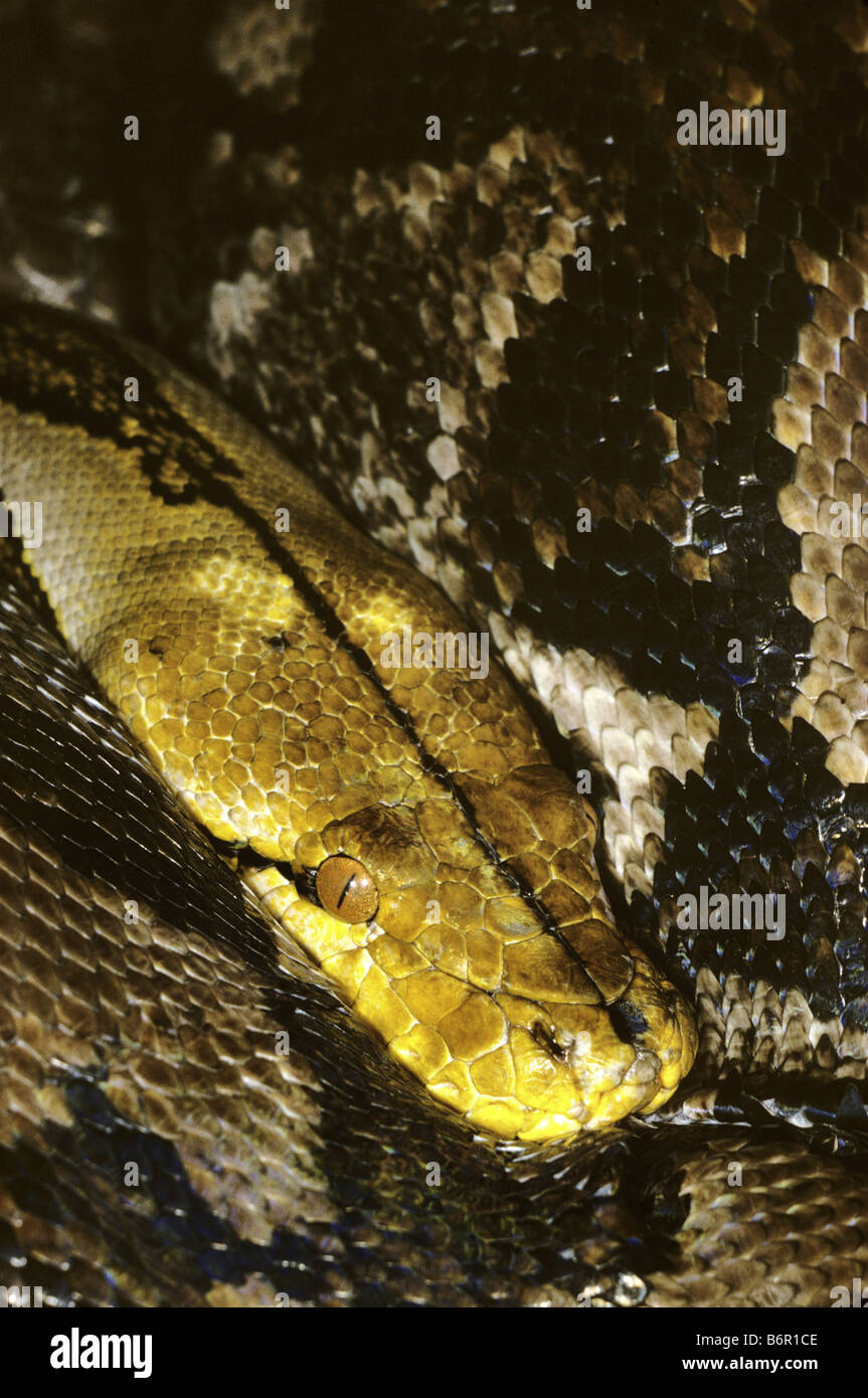 Burmese python (Python molurus bivittatus), portrait, Asia Stock Photo ...