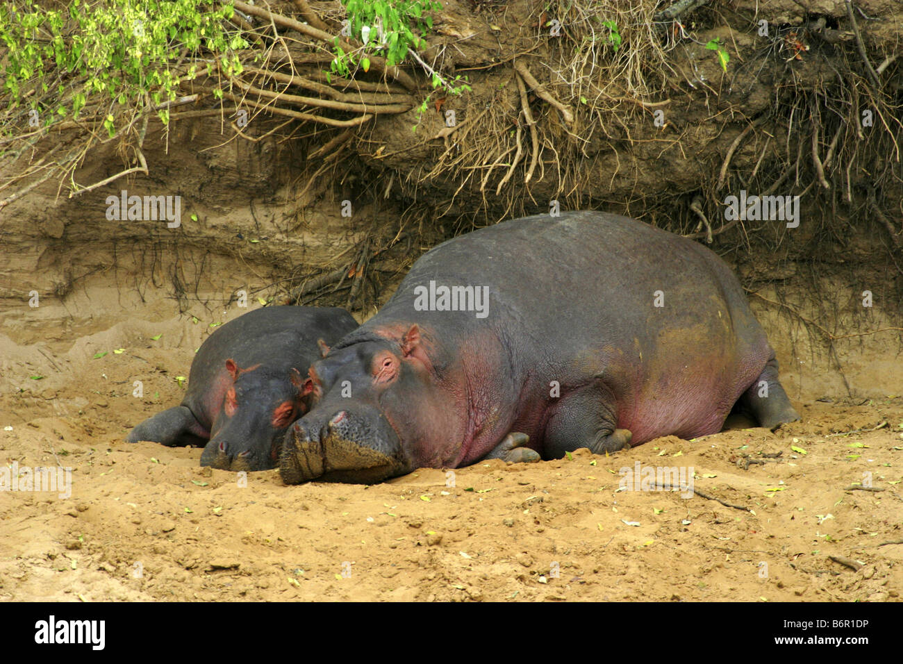 Female common hippopotamus calf hi-res stock photography and images - Alamy