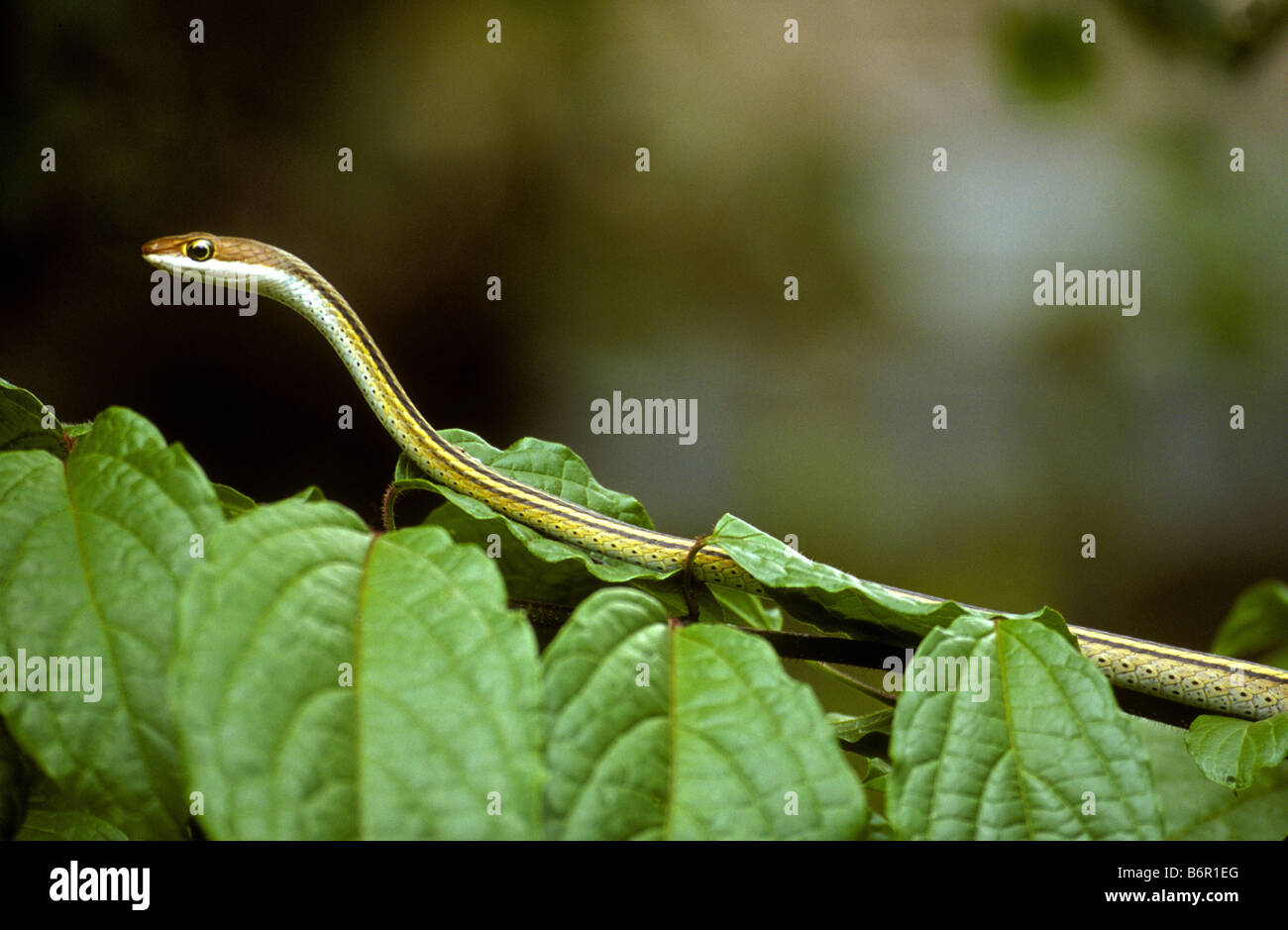 Speckled Sand Snake, Speckled Sand Racer (Psammophis punctulatus), on ...