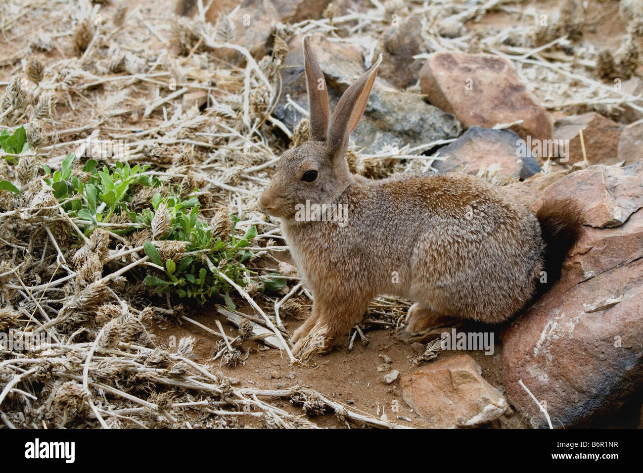 African rabbits High Resolution Stock Photography and Images - Alamy
