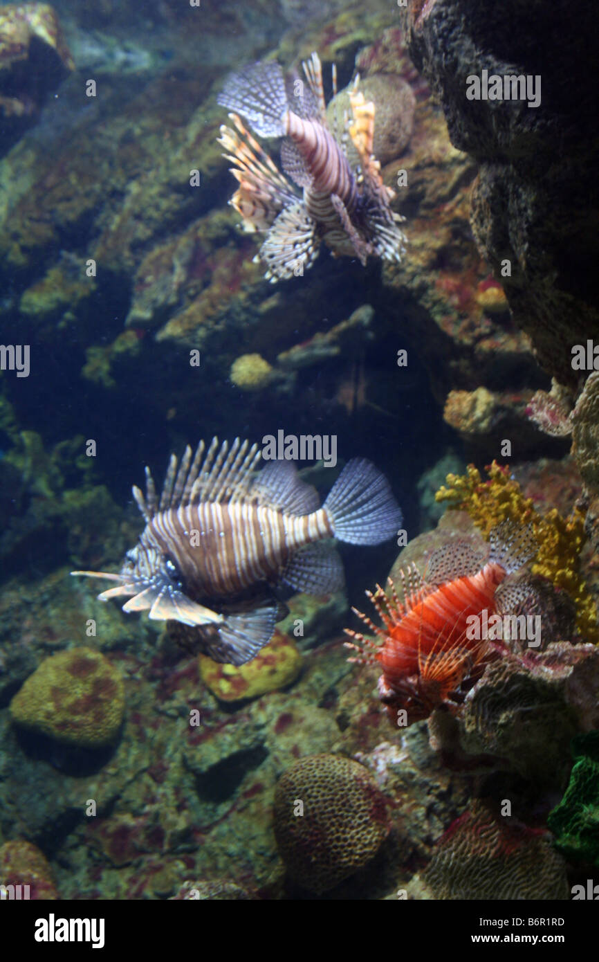 Marine Lion Fish - Tropical Coral Reef [L'Aquarium Barcelona, Moll d ...
