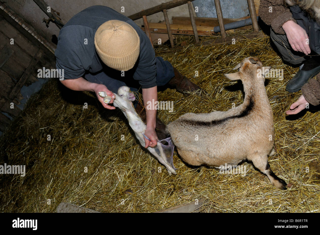 Stock photo of a man and a woman helping to deliver a baby goat Stock ...