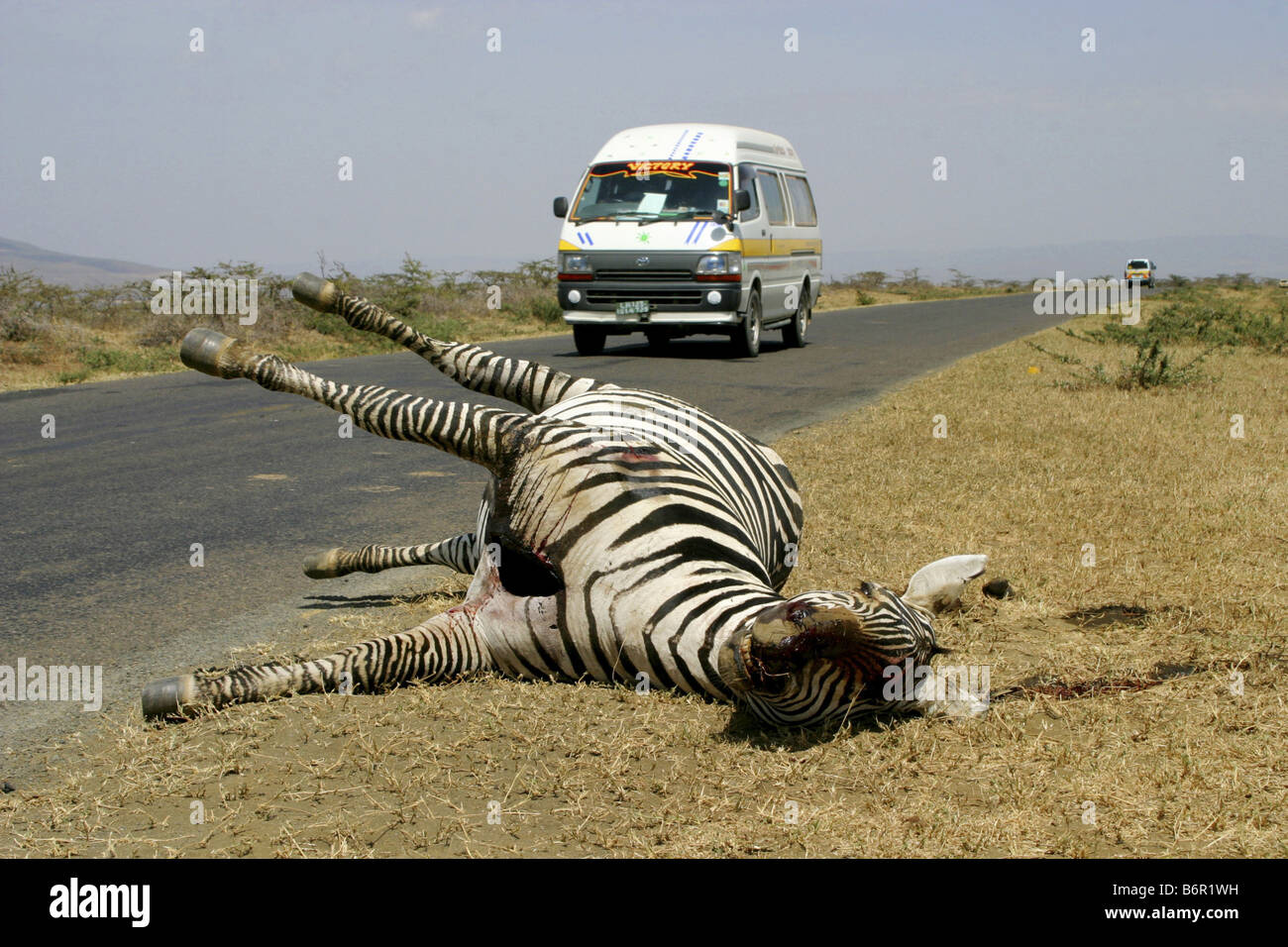 Common Zebra (Equus quagga), lying dead at the roadside, Kenya Stock ...