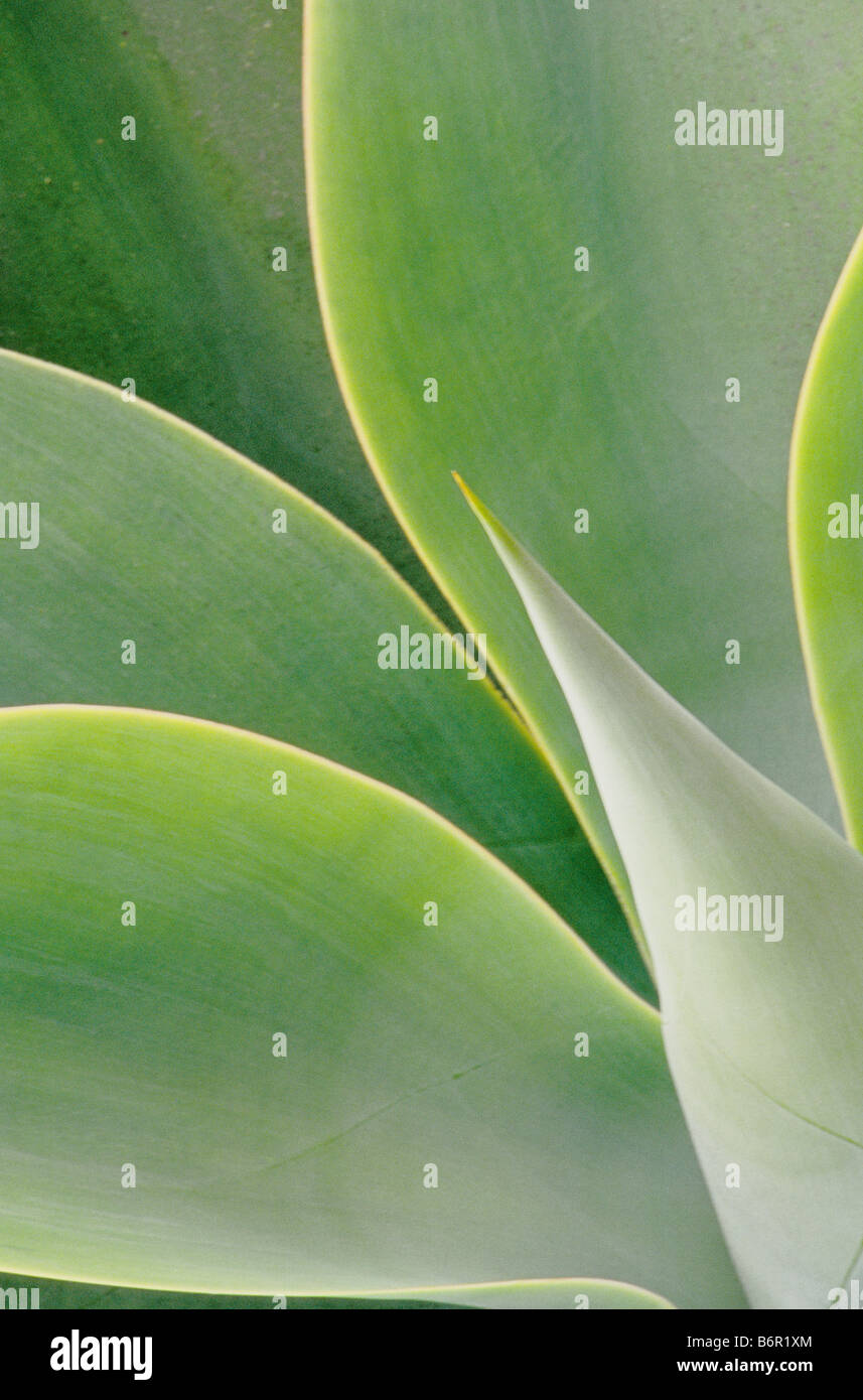 Fox tail agave hi-res stock photography and images - Alamy