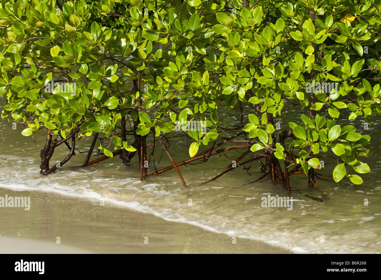 Stilt roots hi-res stock photography and images - Alamy
