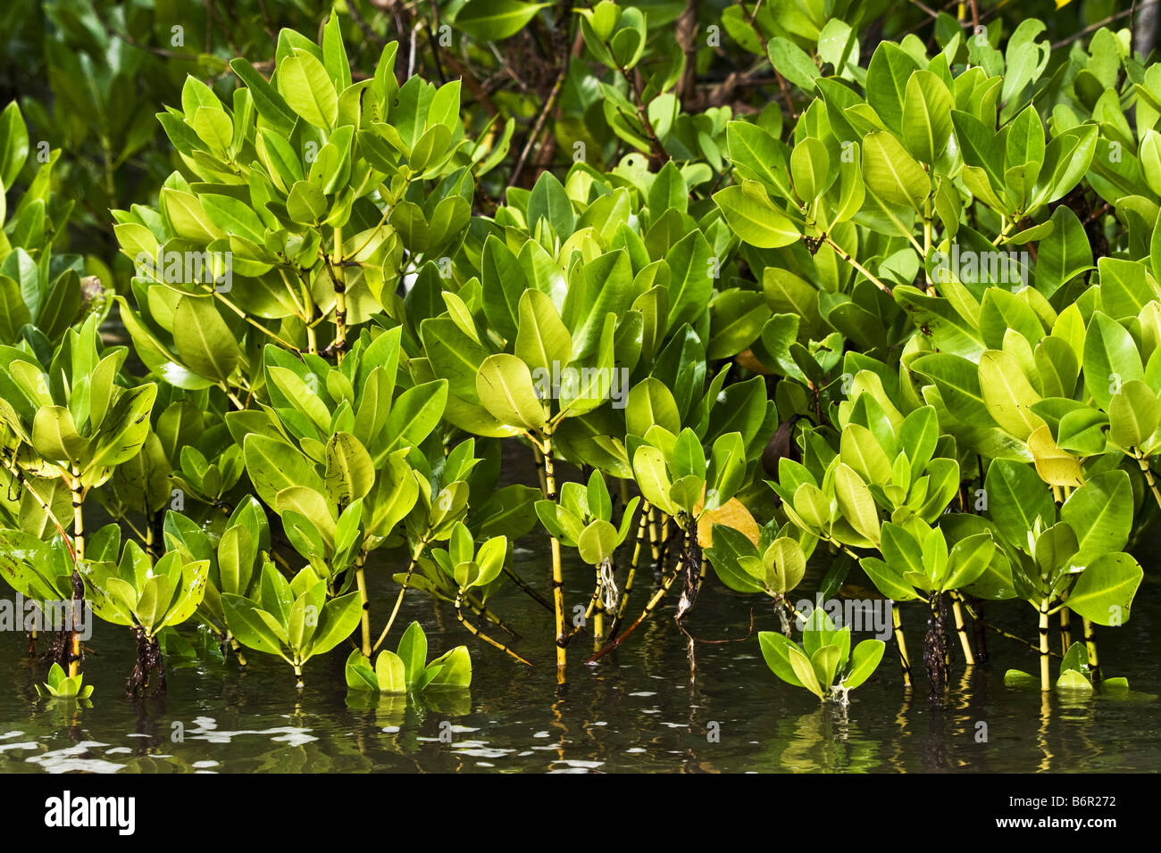 stilt-roots in mangrove at high tide, Kenya Stock Photo - Alamy
