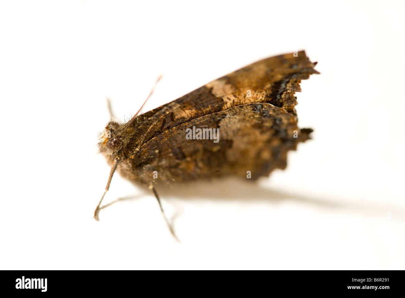Moth on white background Stock Photo - Alamy