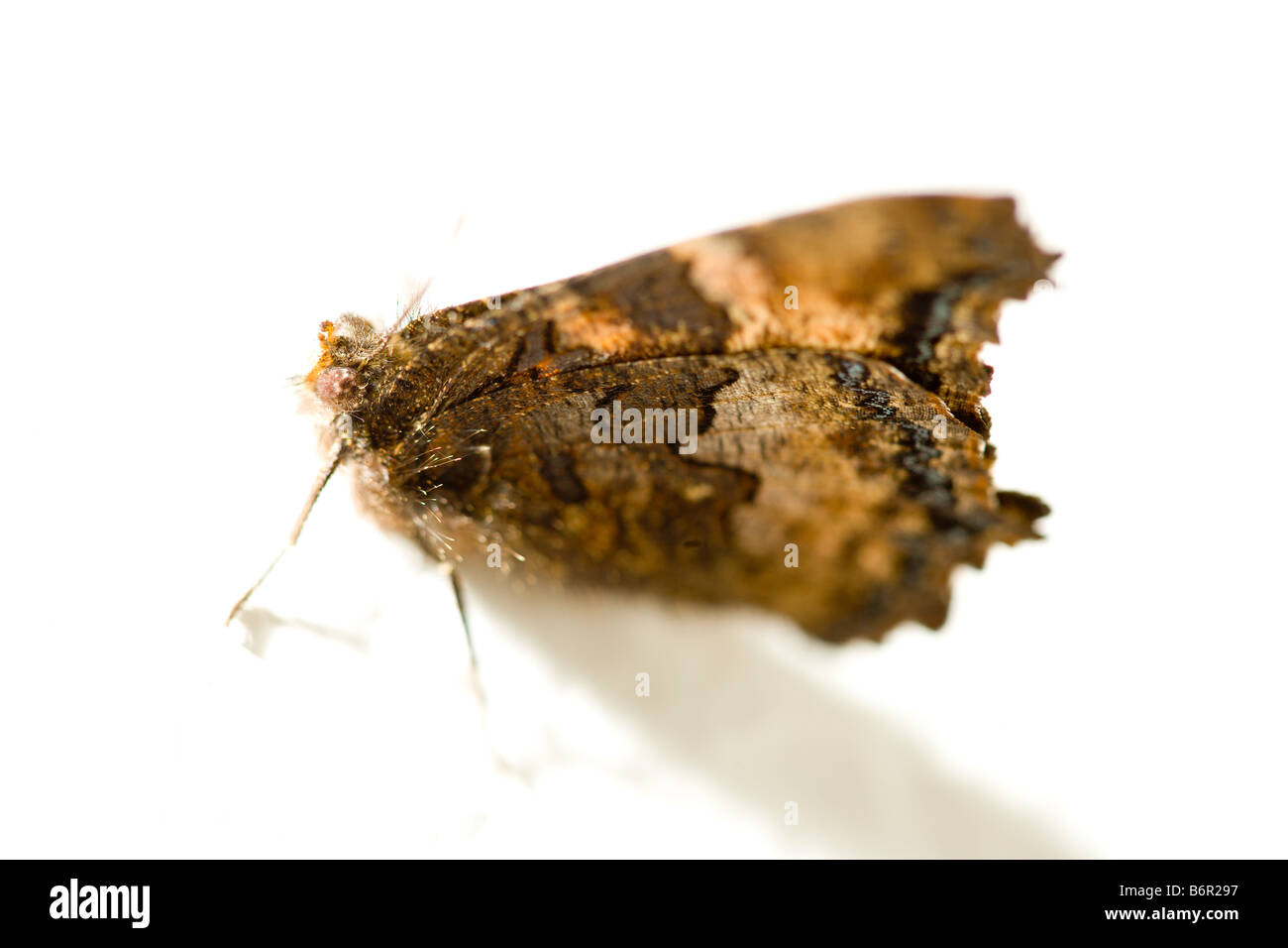 Moth on white background Stock Photo - Alamy