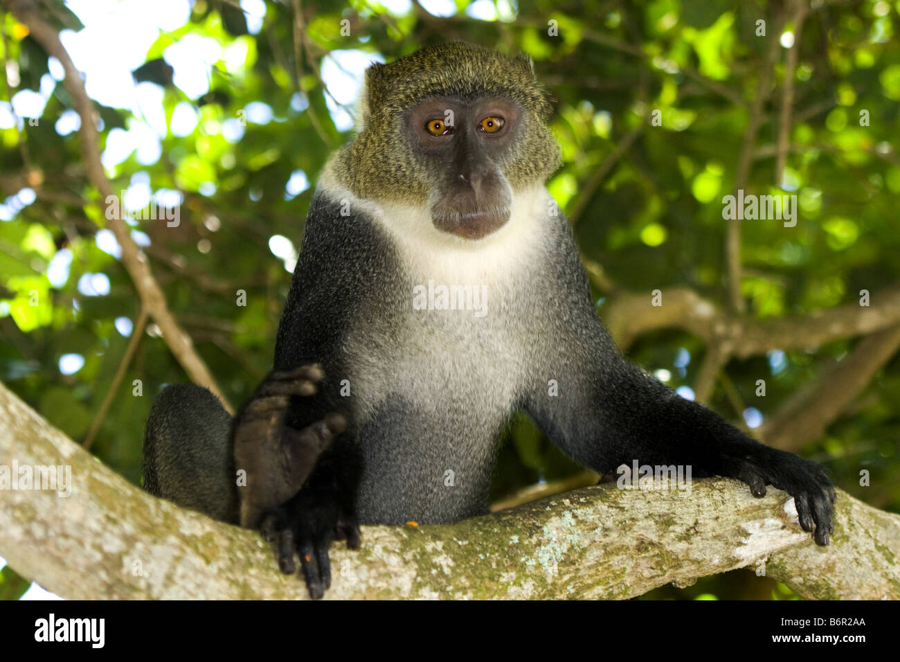 blue monkey, diademed monkey, gentle monkey, Sykes monkey ...
