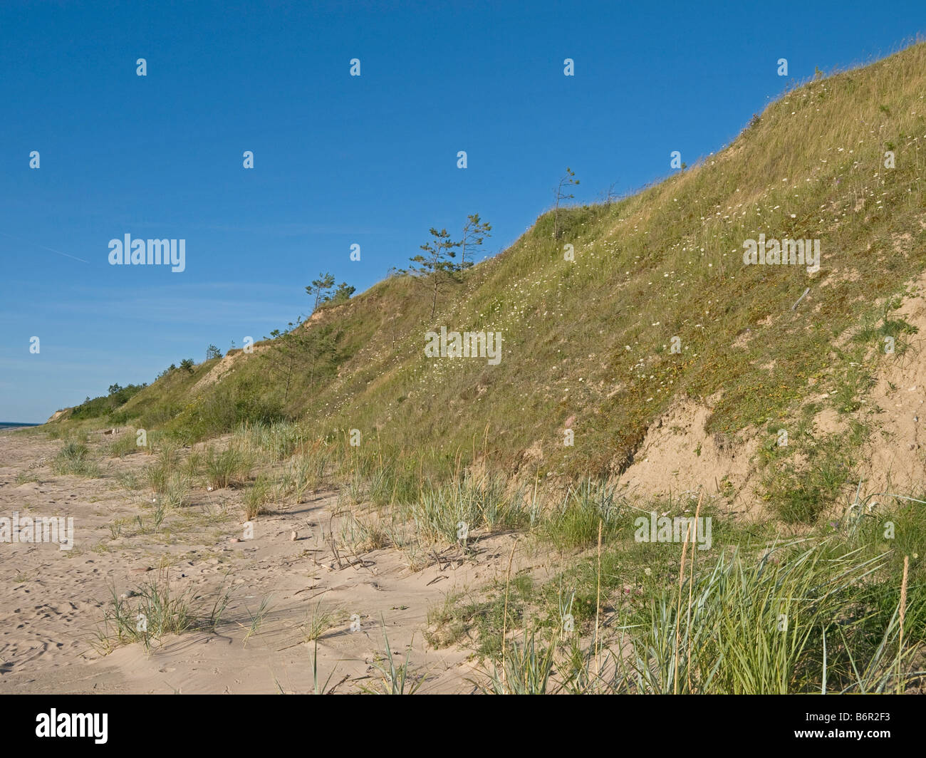 empty beach with dunes with dune vegetation at the coast of Baltic Sea ...