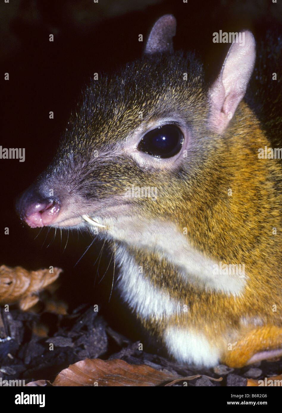 Chevrotain teeth hi-res stock photography and images - Alamy