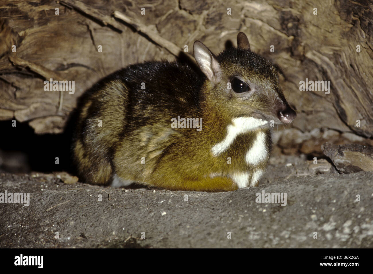 lesser Malay chevrotain, lesser mouse deer (Tragulus javanicus), single ...