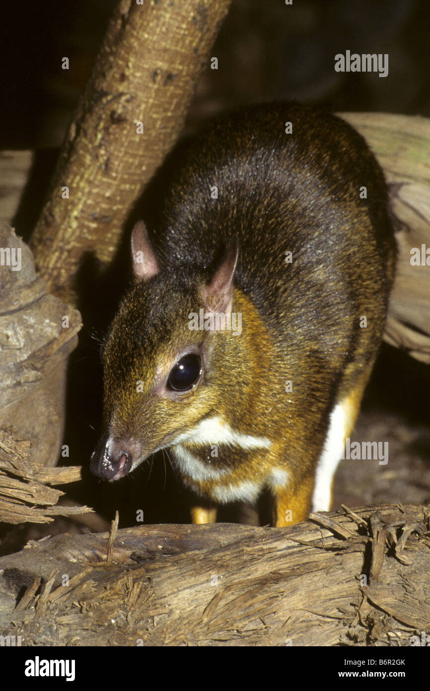 lesser Malay chevrotain, lesser mouse deer (Tragulus javanicus), single ...