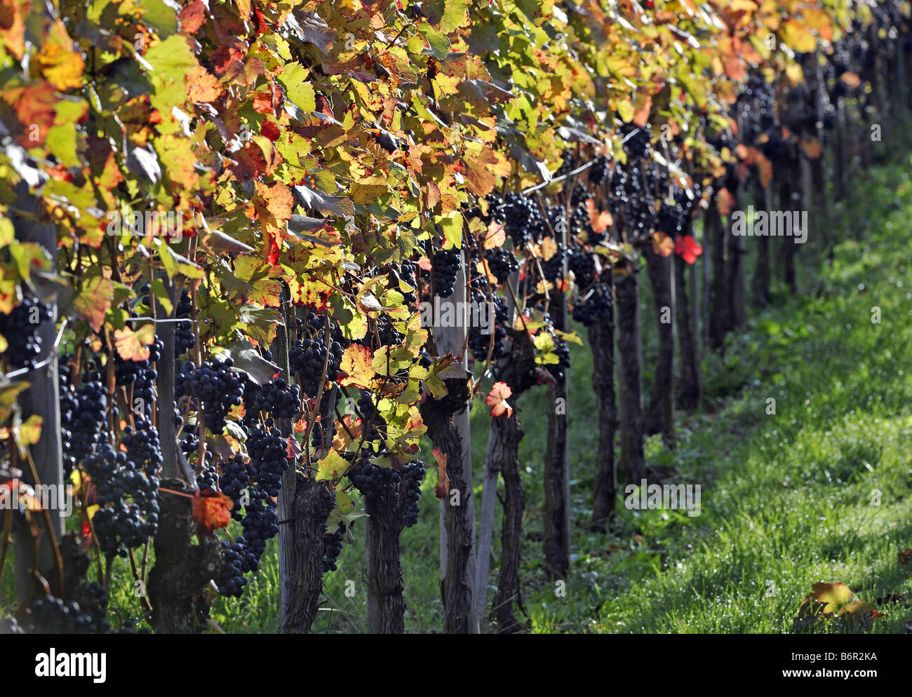 Grapevines in autumn colouration hi-res stock photography and images ...