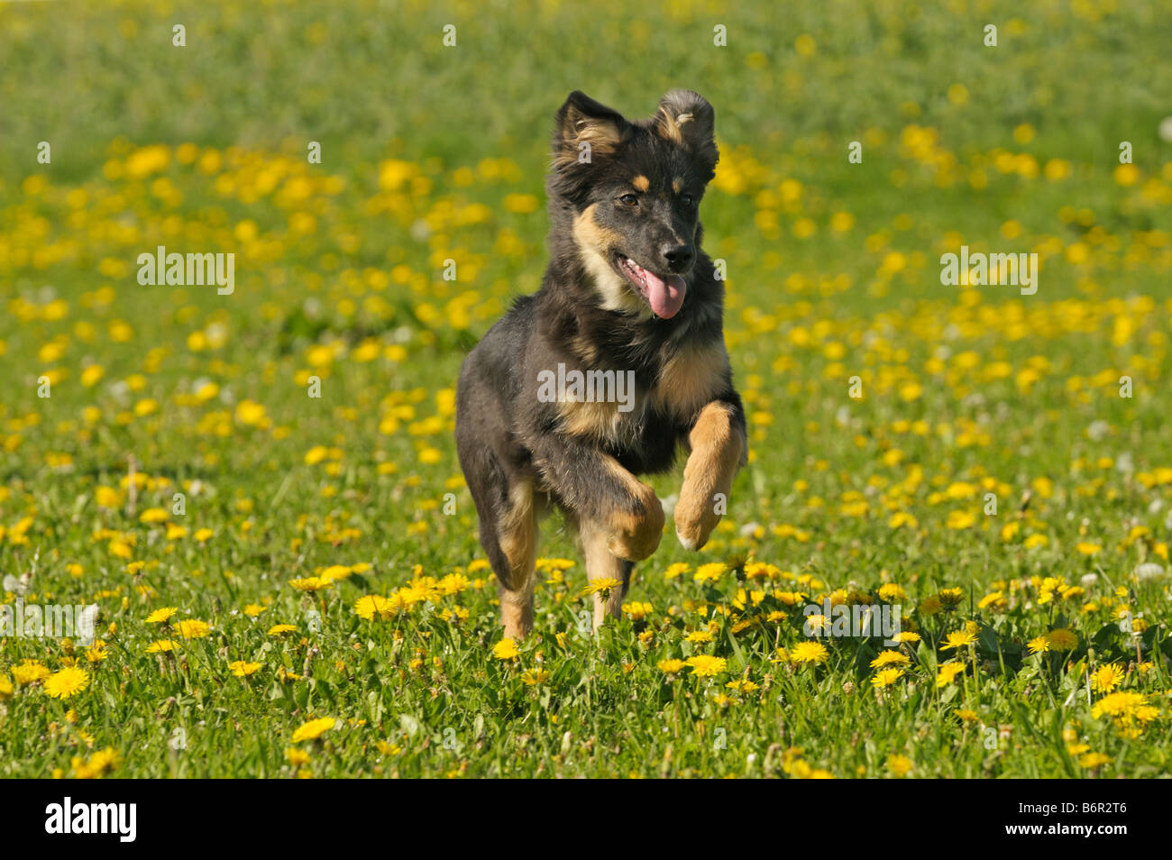 Australian shepherd dog running in hi-res stock photography and images ...