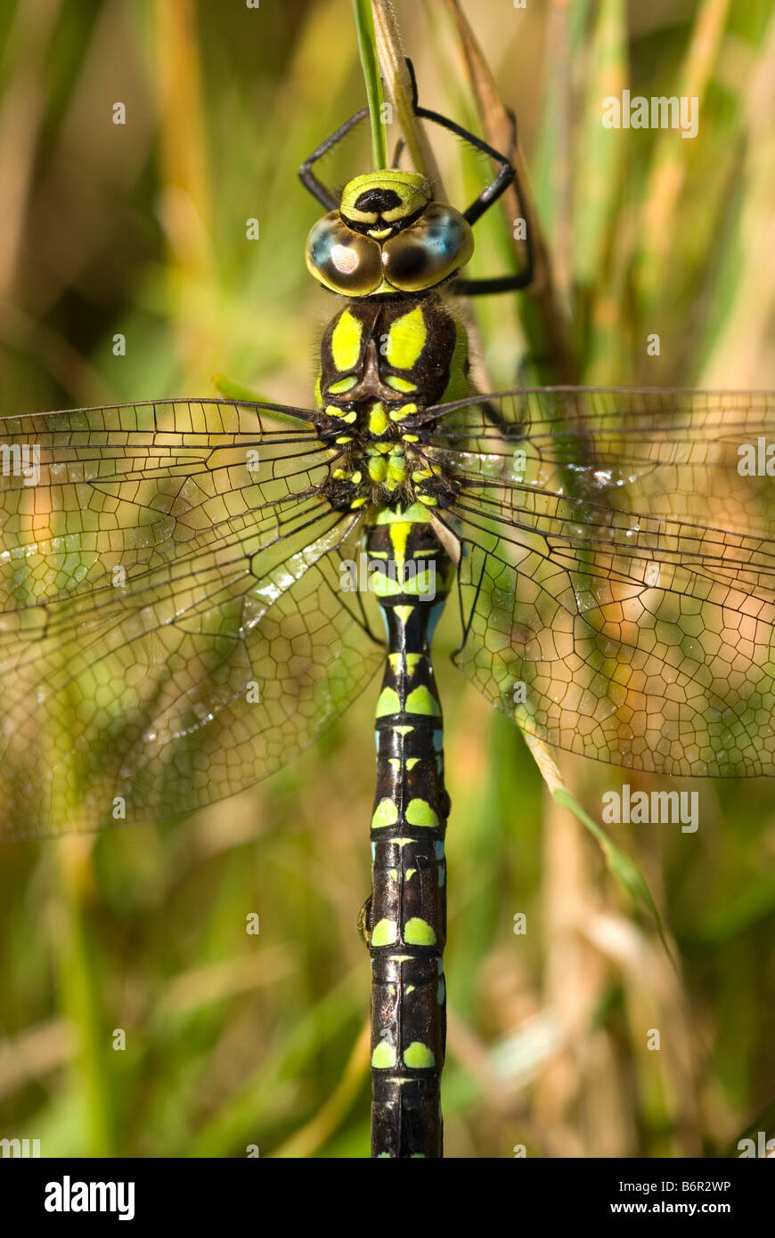 The Southern Hawker Dragonfly (Aeshna cyanea Stock Photo - Alamy