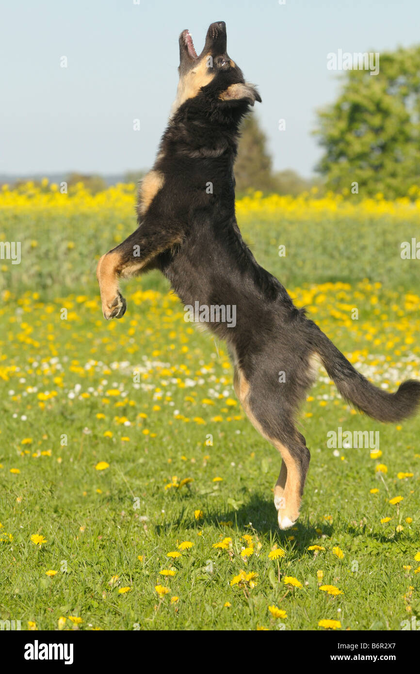 Jumping australian shepherd hi-res stock photography and images - Alamy