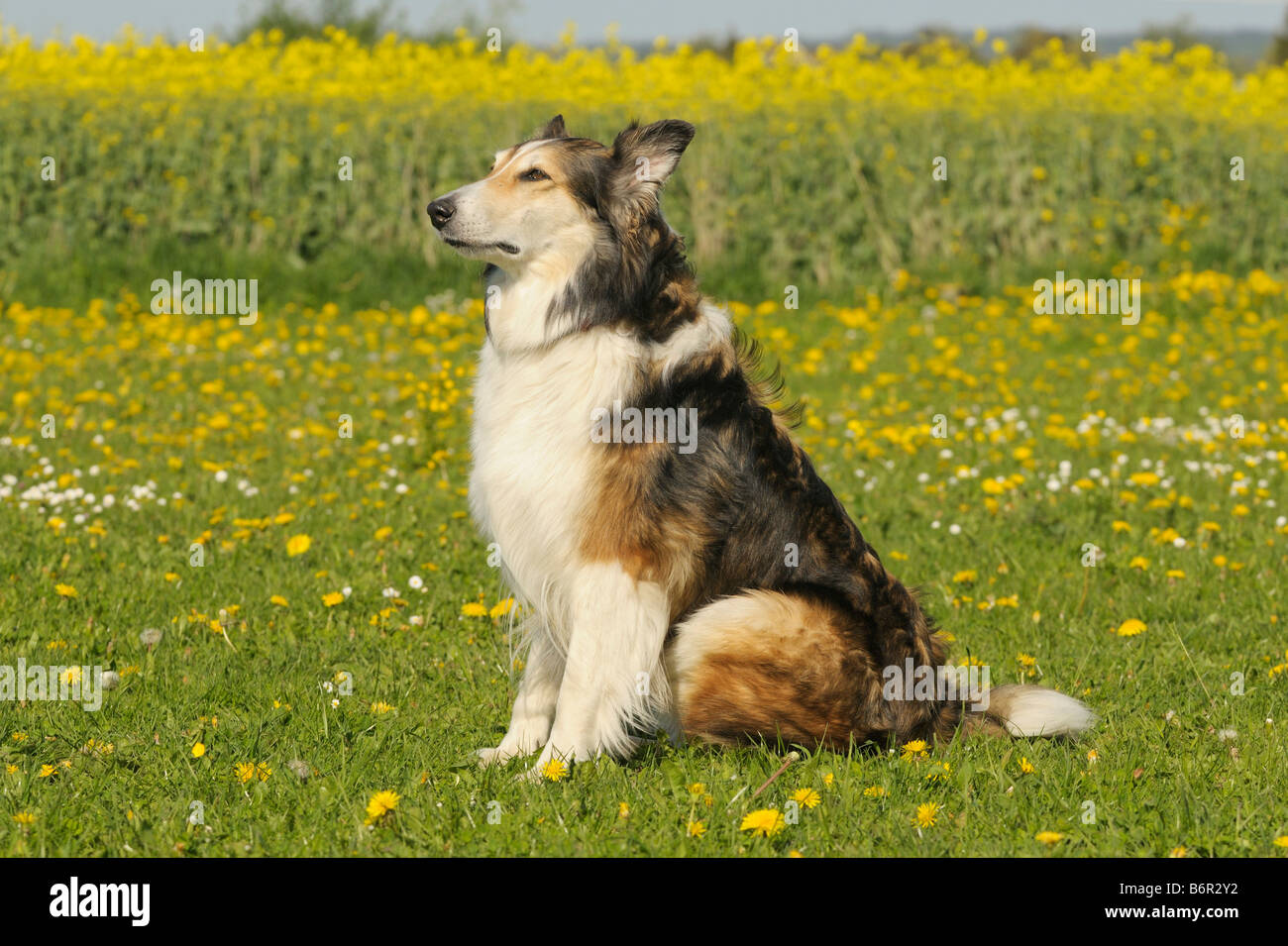 Rough collie hi-res stock photography and images - Alamy