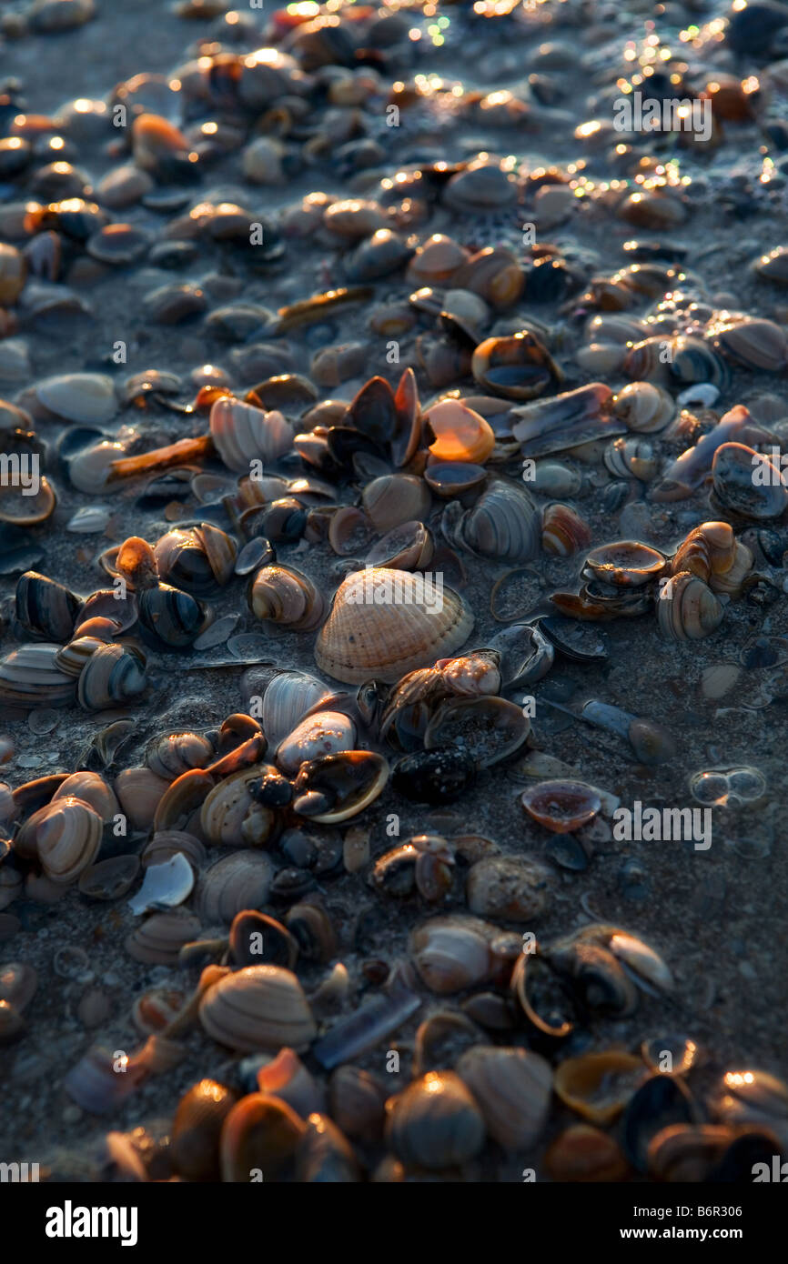 low sunlight on sea shells Stock Photo - Alamy