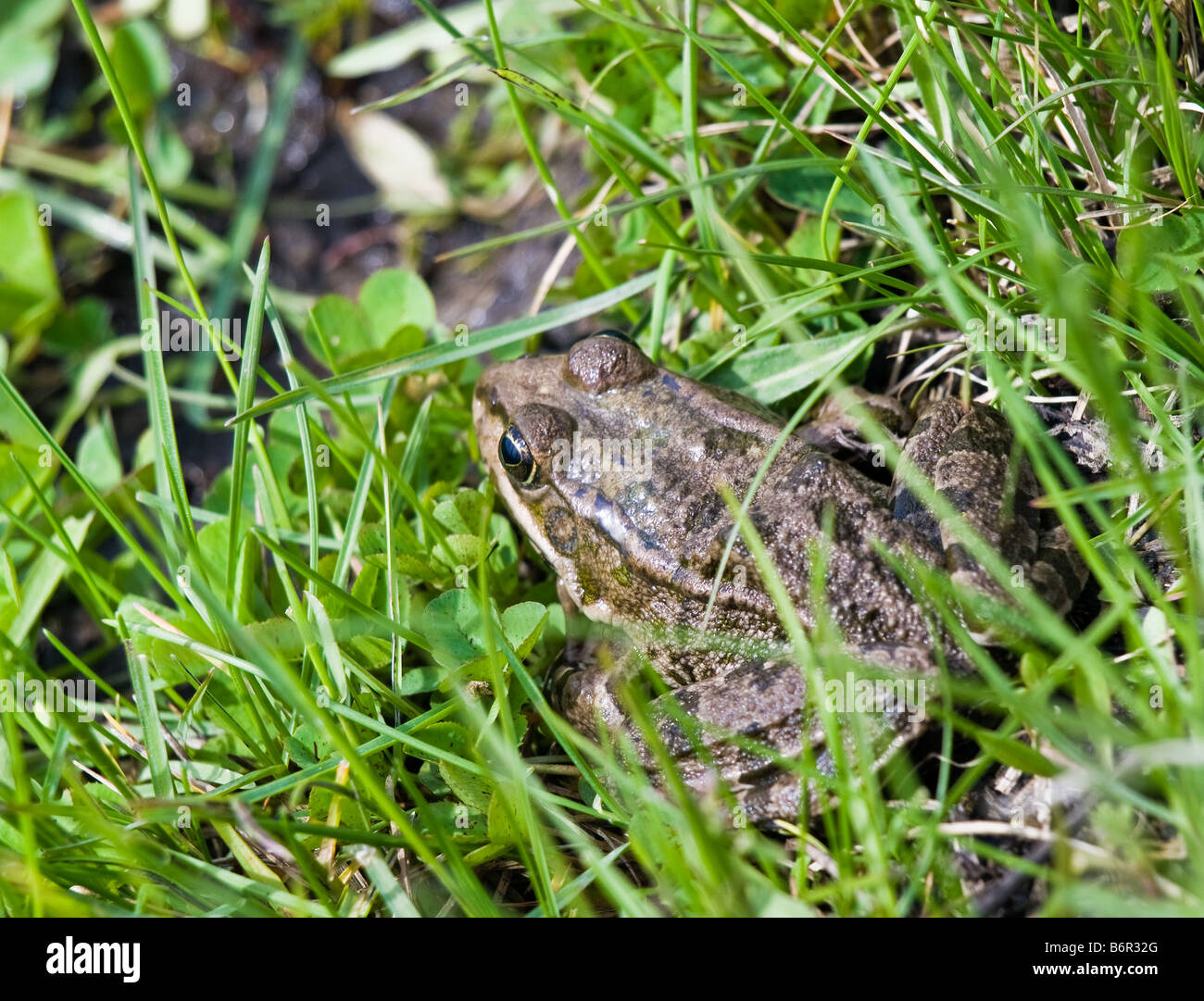 Frog in the grass Stock Photo - Alamy