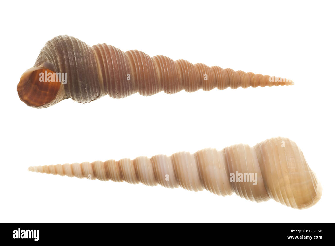 Seashells isolated on white background Stock Photo - Alamy